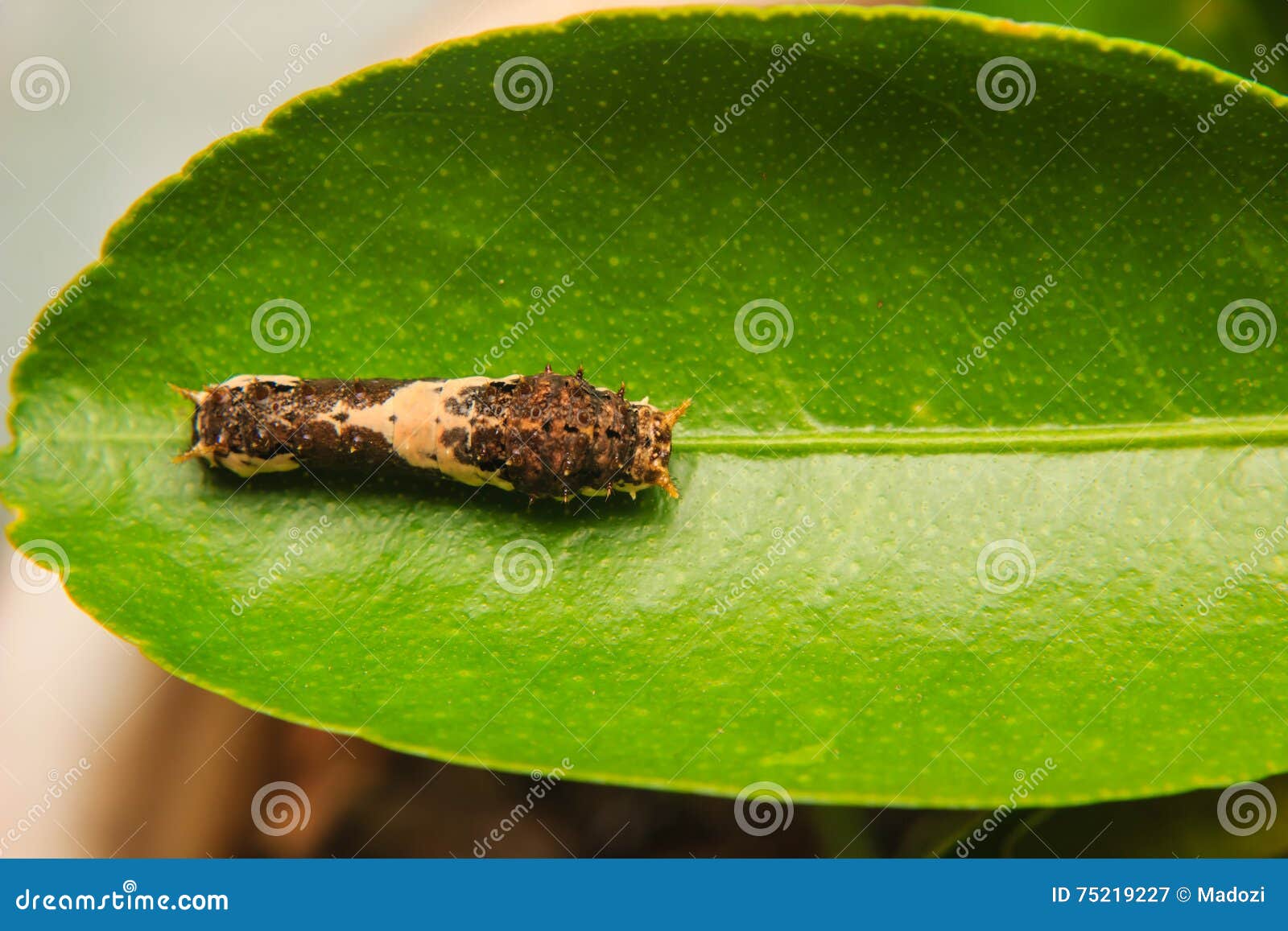 Caterpillar Worm Black And White Striped Walking On Leaf Eupterote ...