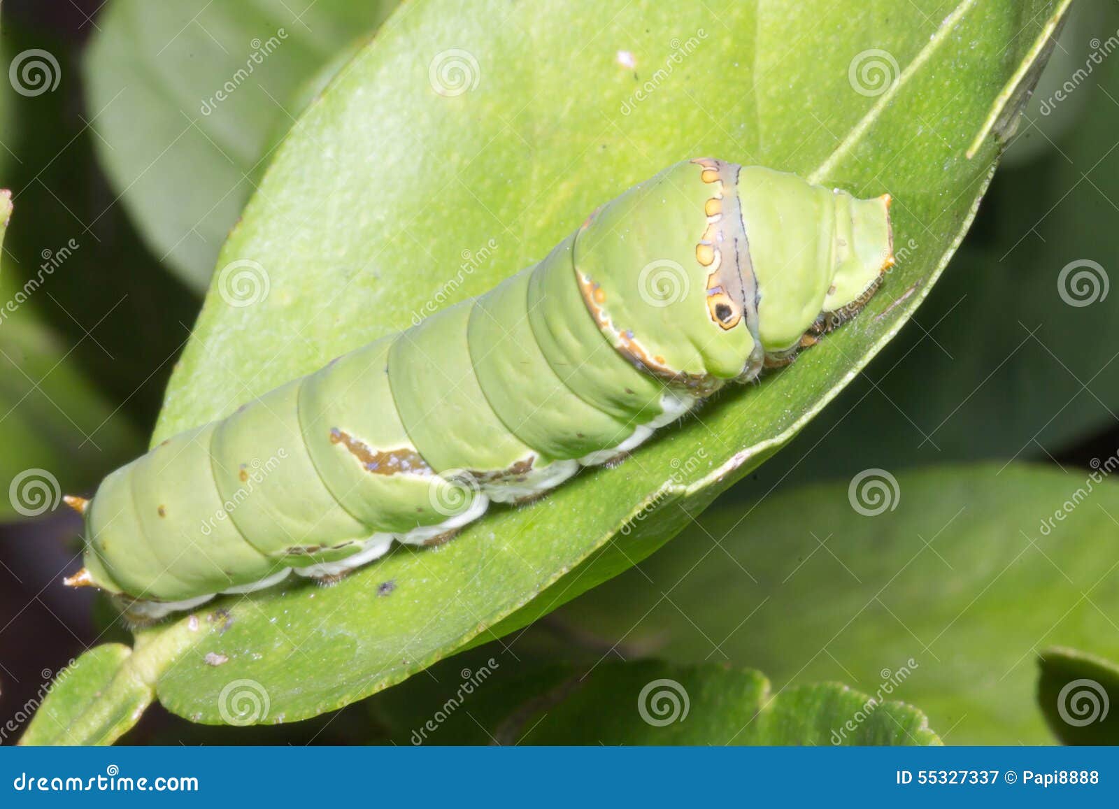 Green Caterpillar Worm on Leaf Stock Image - Image of close, insect ...