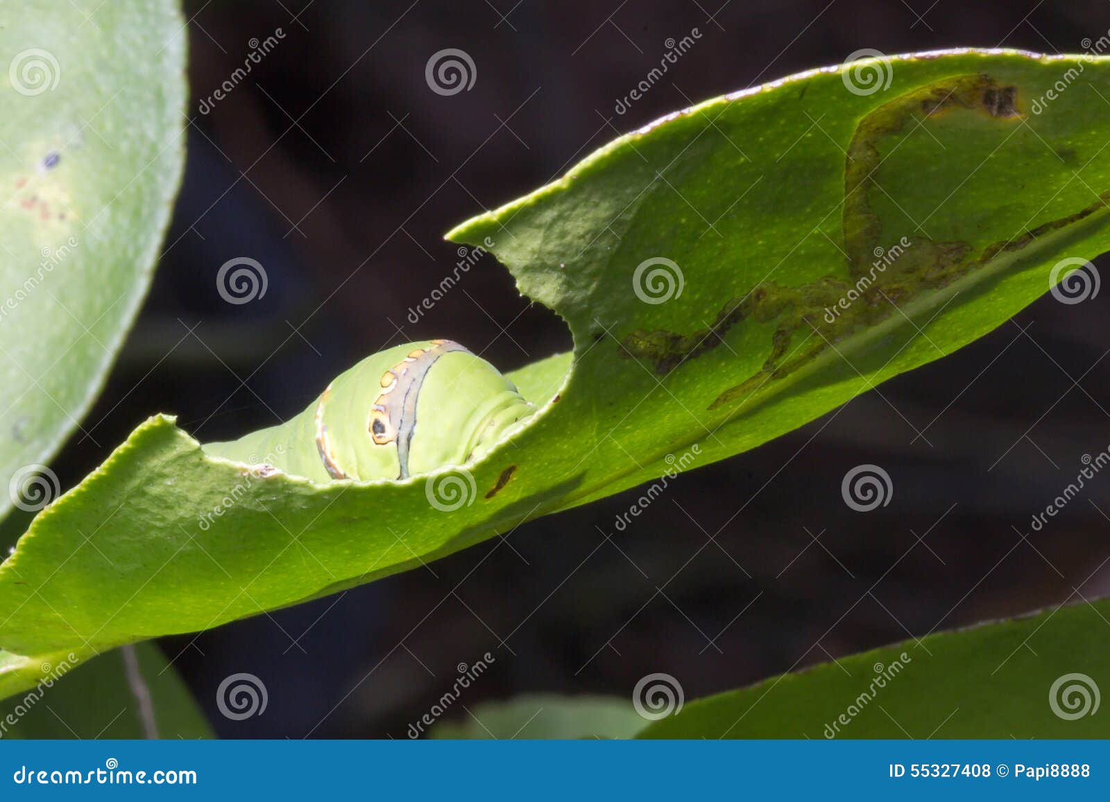 Green Caterpillar Worm on Leaf Stock Photo - Image of lime, insect ...