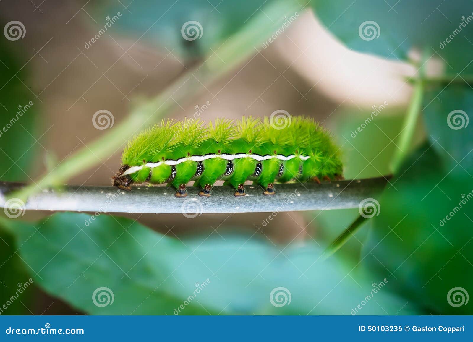 Green Caterpillars Stock Photography | CartoonDealer.com #50103236