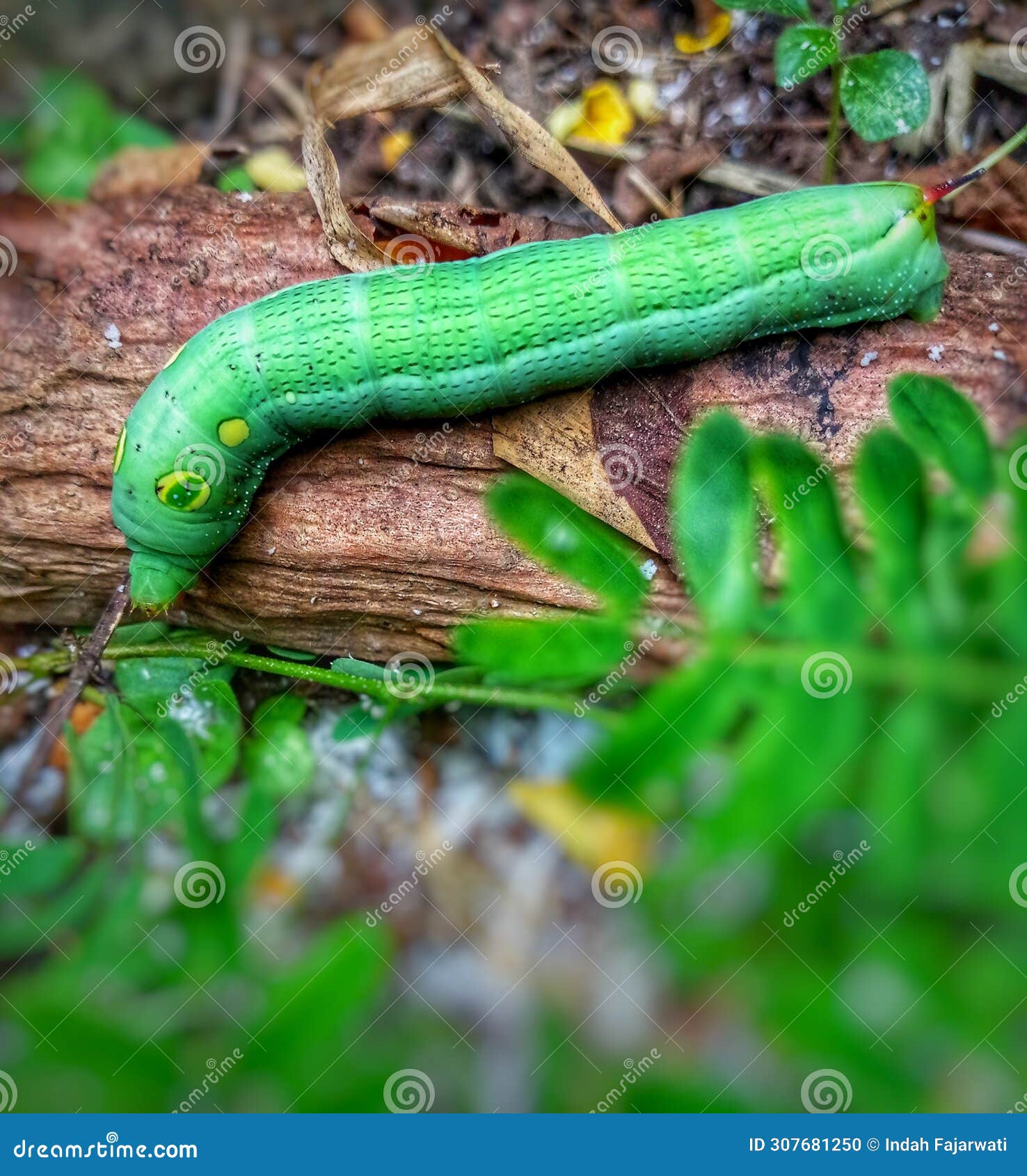 Green Caterpillars Crawling on Tree Trunks Stock Photo - Image of cute ...