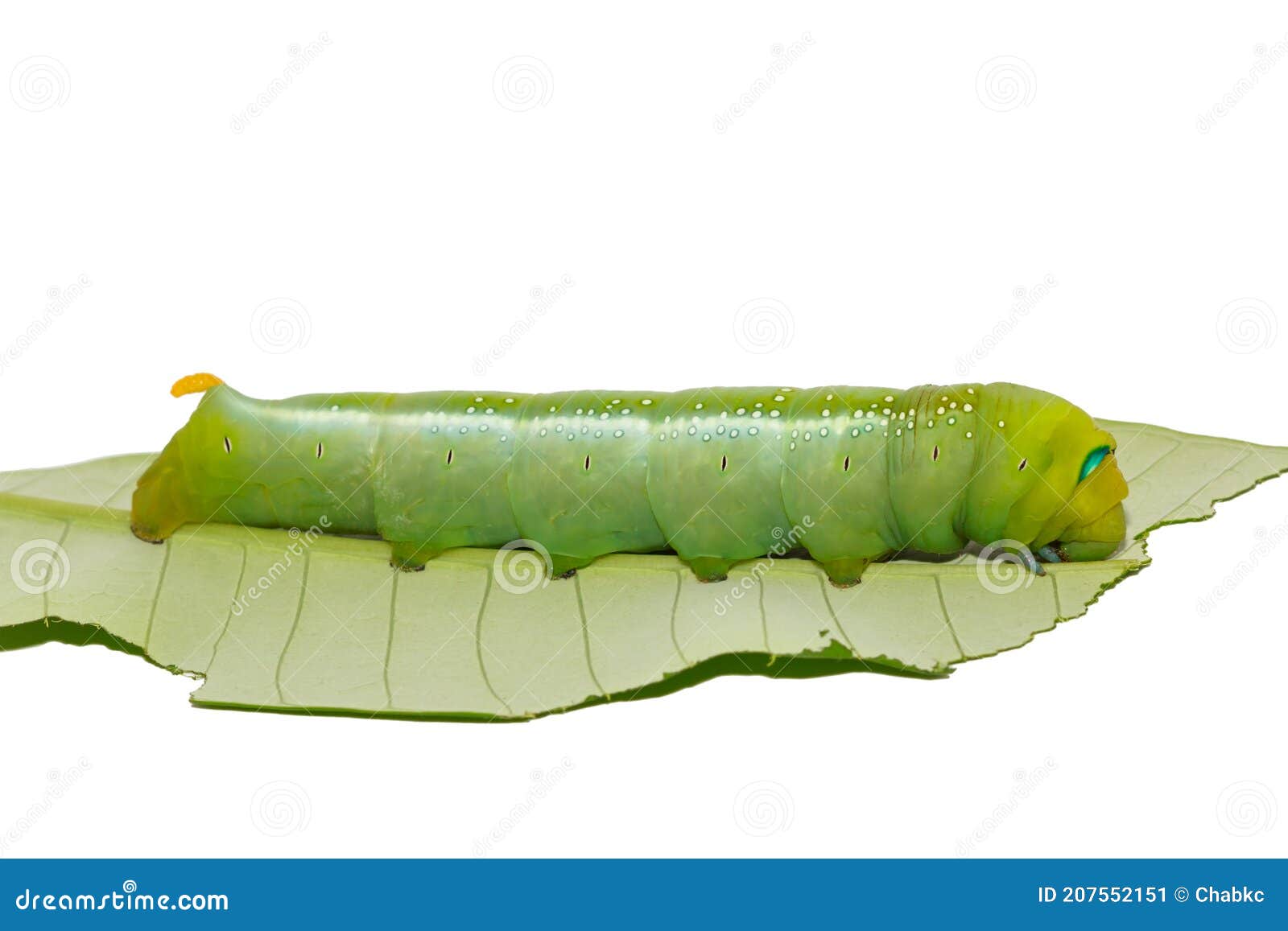 Green Caterpillars on Leaves Stock Image - Image of caterpillar, cute ...