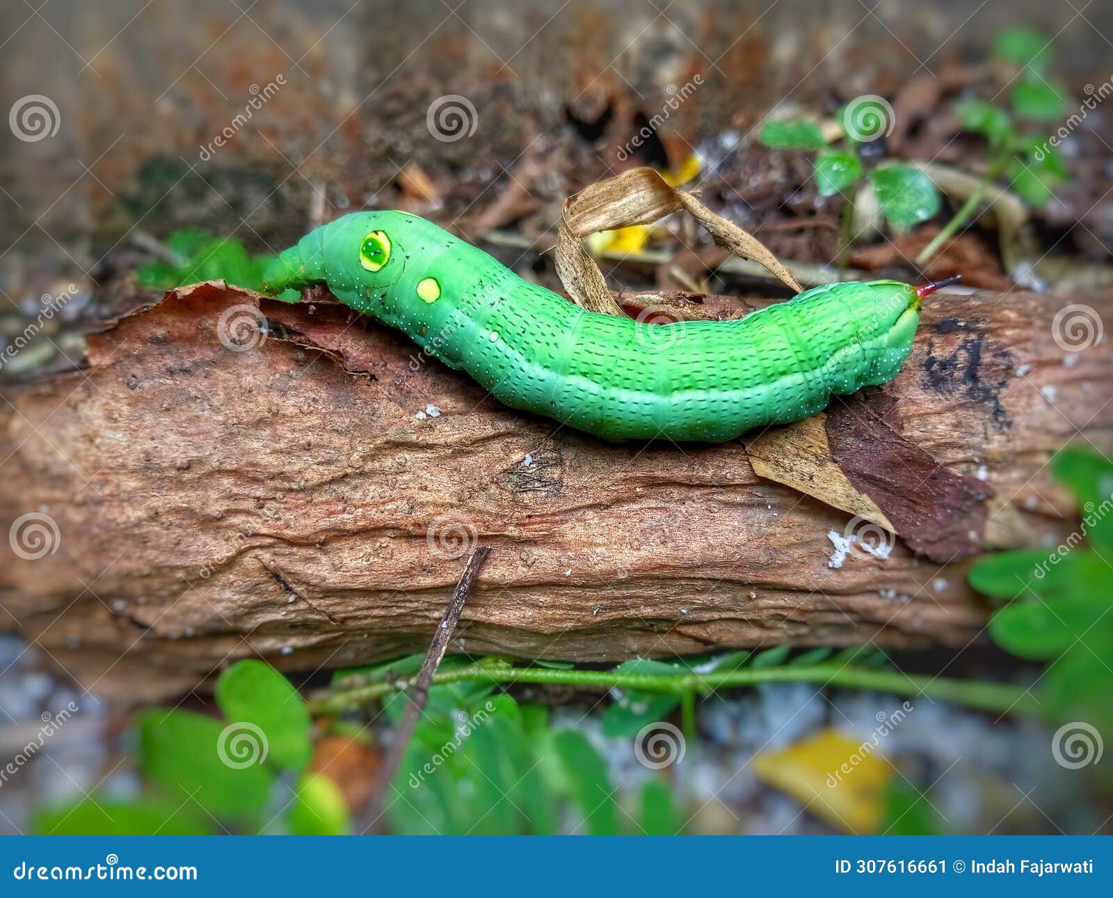 Green Caterpillars Slither on Top of a Rotting Tree Trunk Stock Image ...