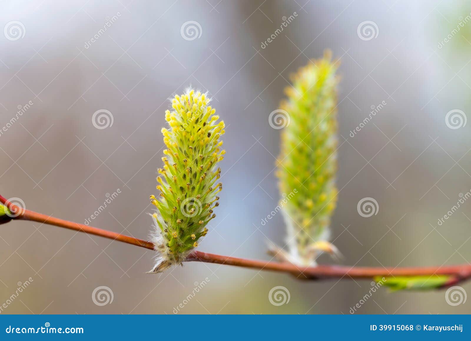 Green Catkin stock photo. Image of flora, nature, growth - 39915068