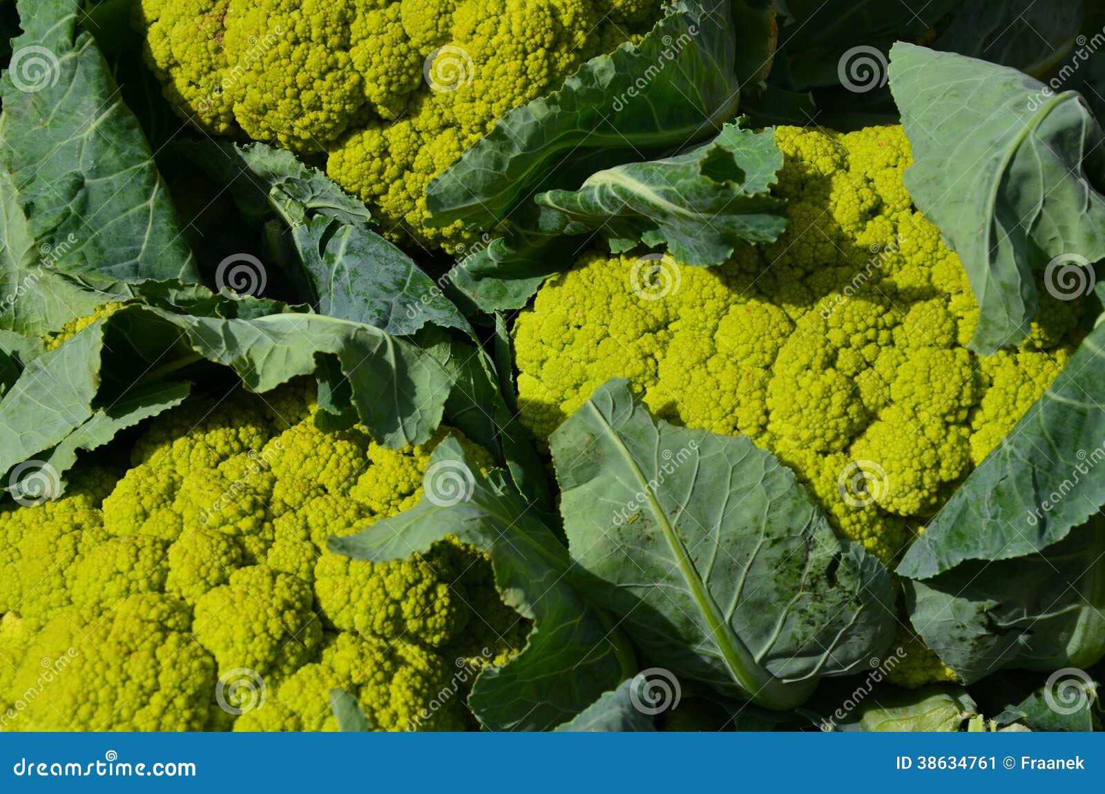 Green cauliflower stock image. Image of organic, food - 38634761