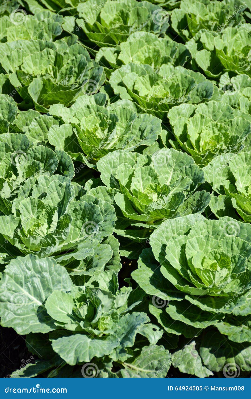 Green cauliflower plants stock image. Image of outdoor - 64924505