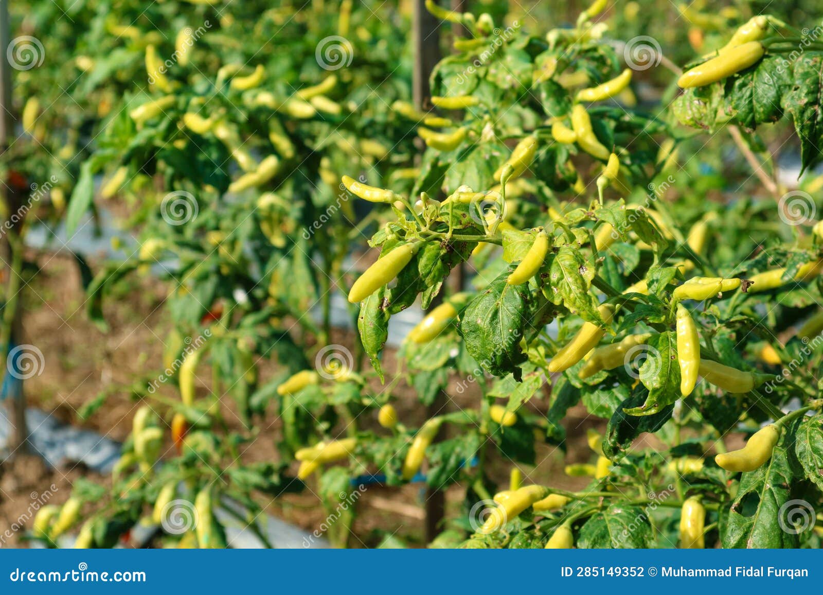 Green Cayenne Pepper in the Pepper Farm or Field Stock Photo - Image of ...
