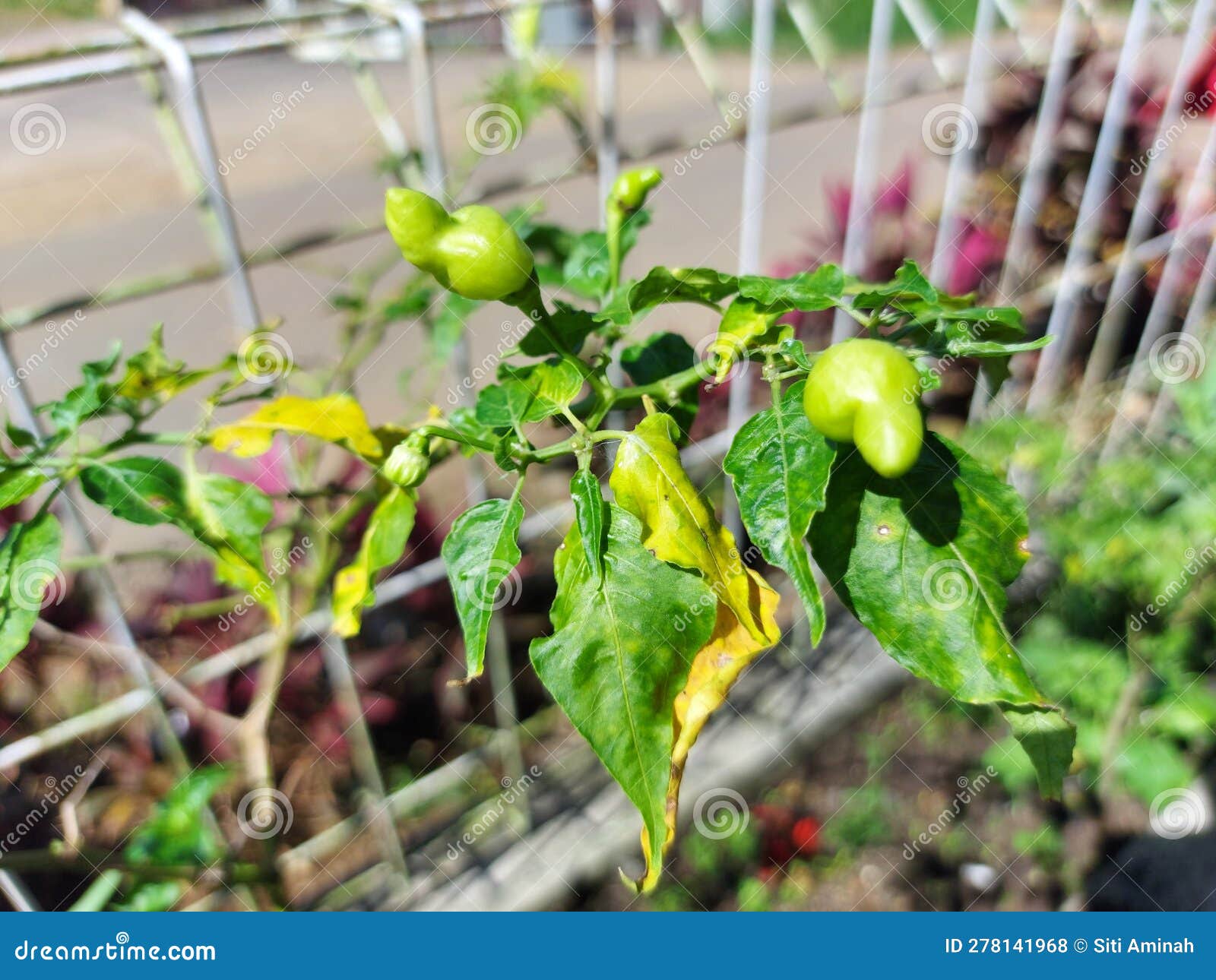 Green Cayenne Pepper, Not yet Ripe on the Tree Stock Photo - Image of ...