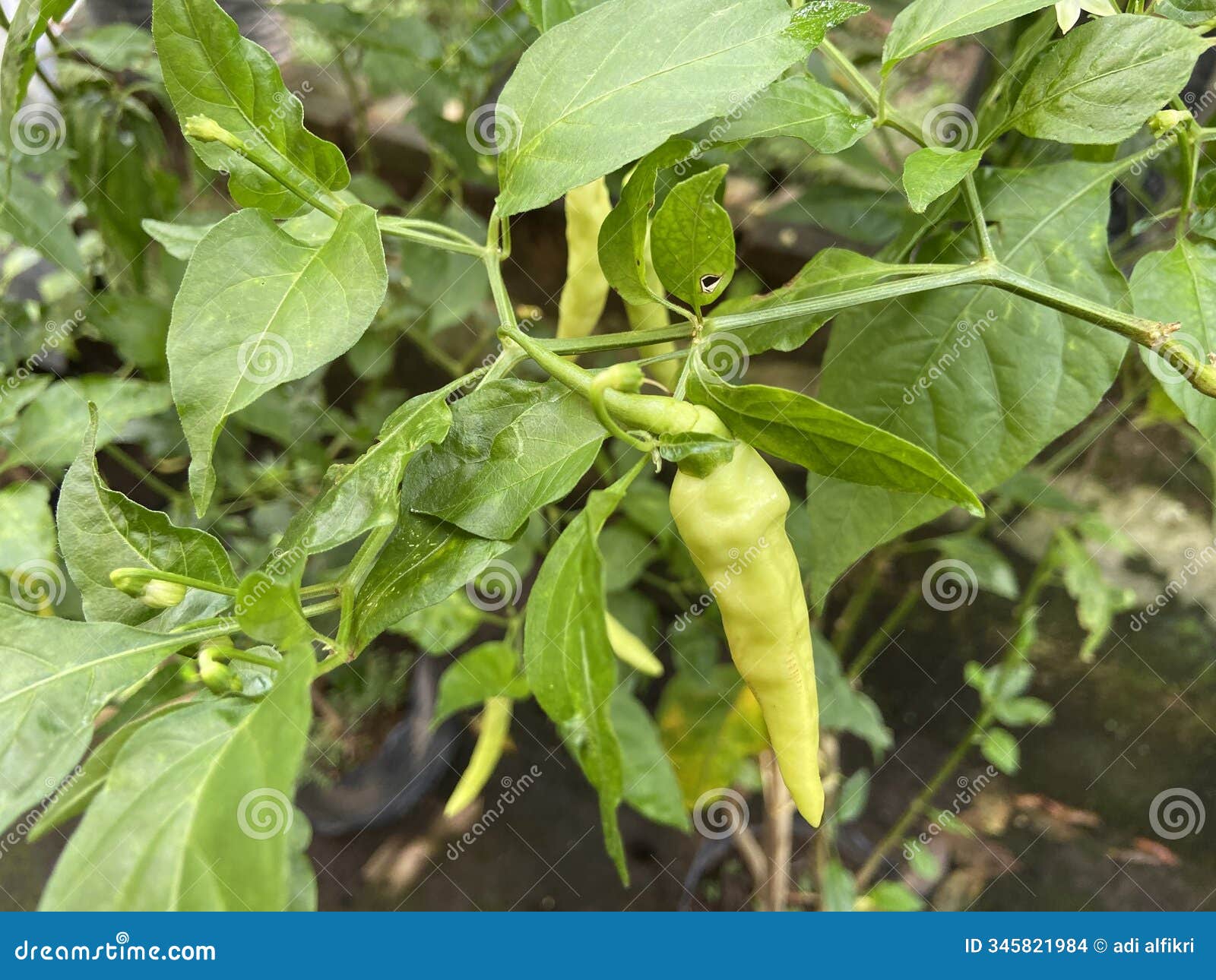 Green Cayenne Peppers Grow Thickly Planted in the Yard Stock Photo ...