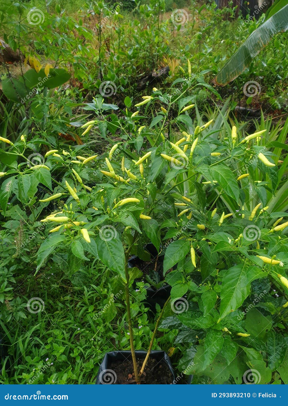 Photo of a Green Chili Tree with Lots of Fruit Stock Photo - Image of ...