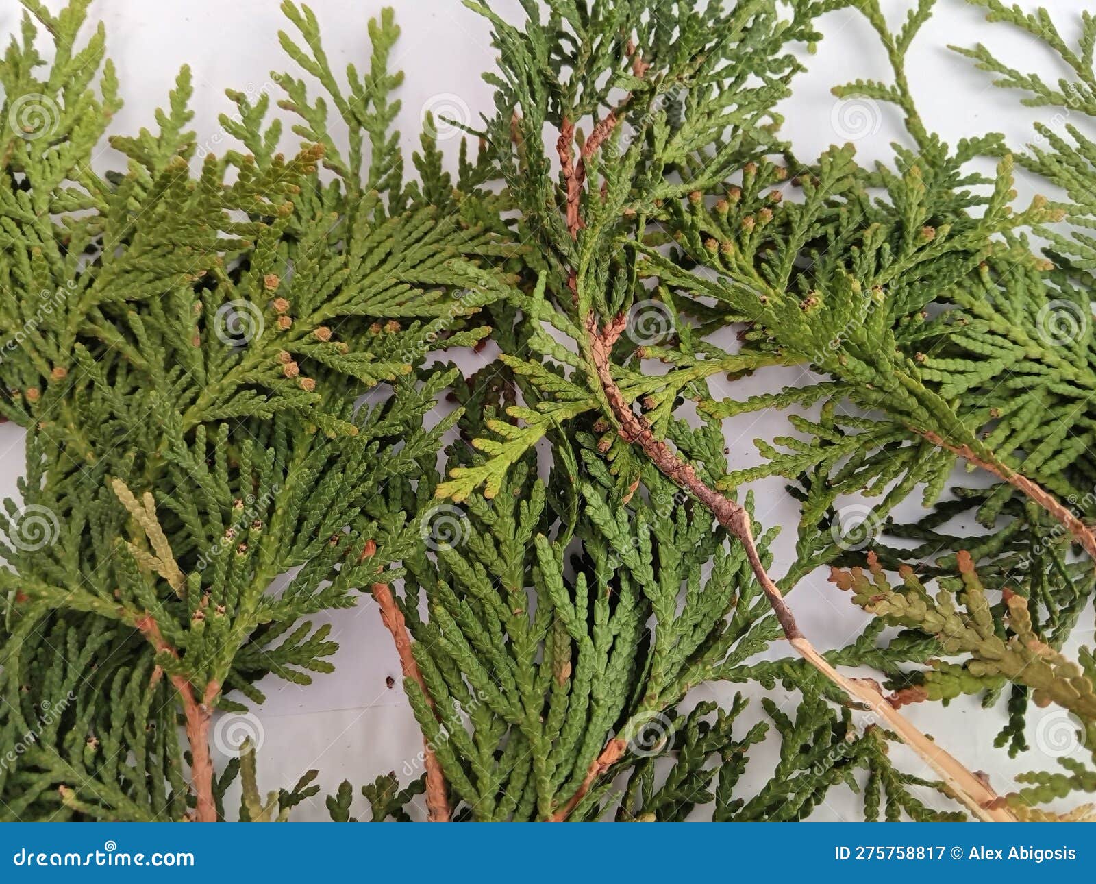 Green Cedar Branches on a White Background Stock Image - Image of twig ...
