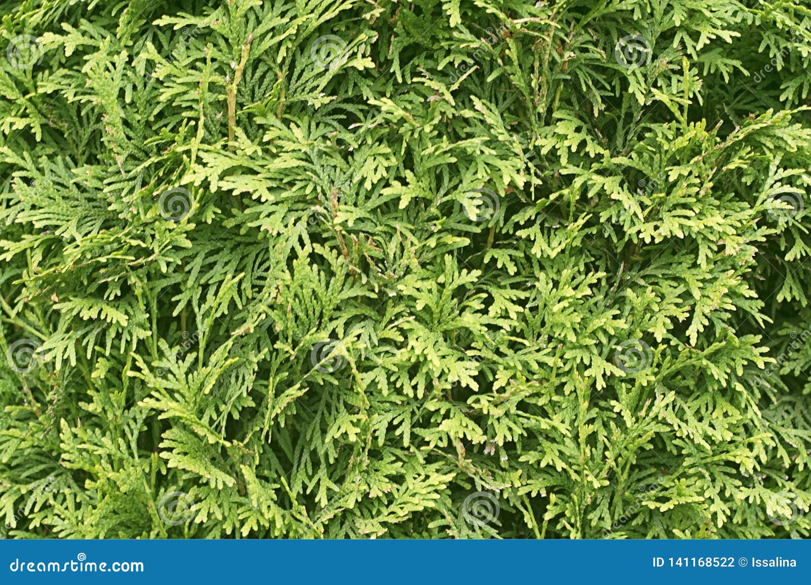 Green cedar tree stock photo. Image of close, forest - 141168522