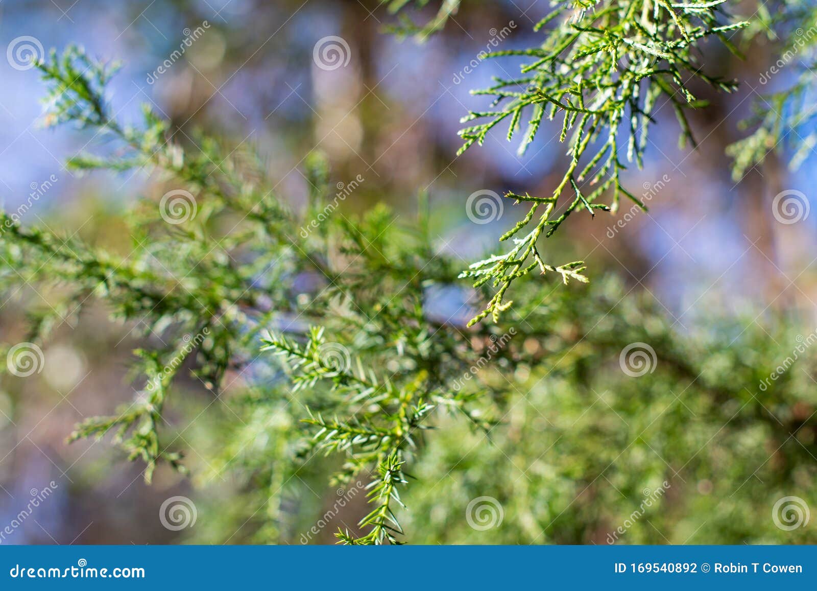 Green Cedar Tree Branches with Bokeh Sky Background Stock Photo - Image ...