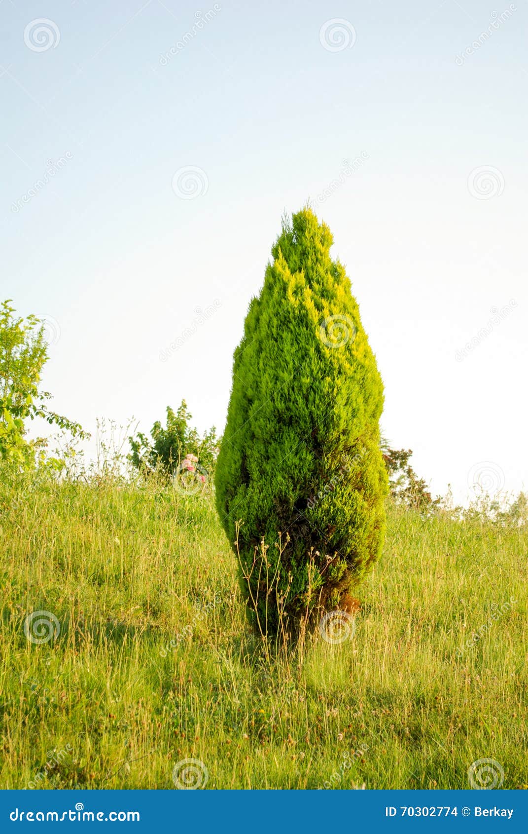Green cedar tree stock photo. Image of tree, trunk, plant - 70302774