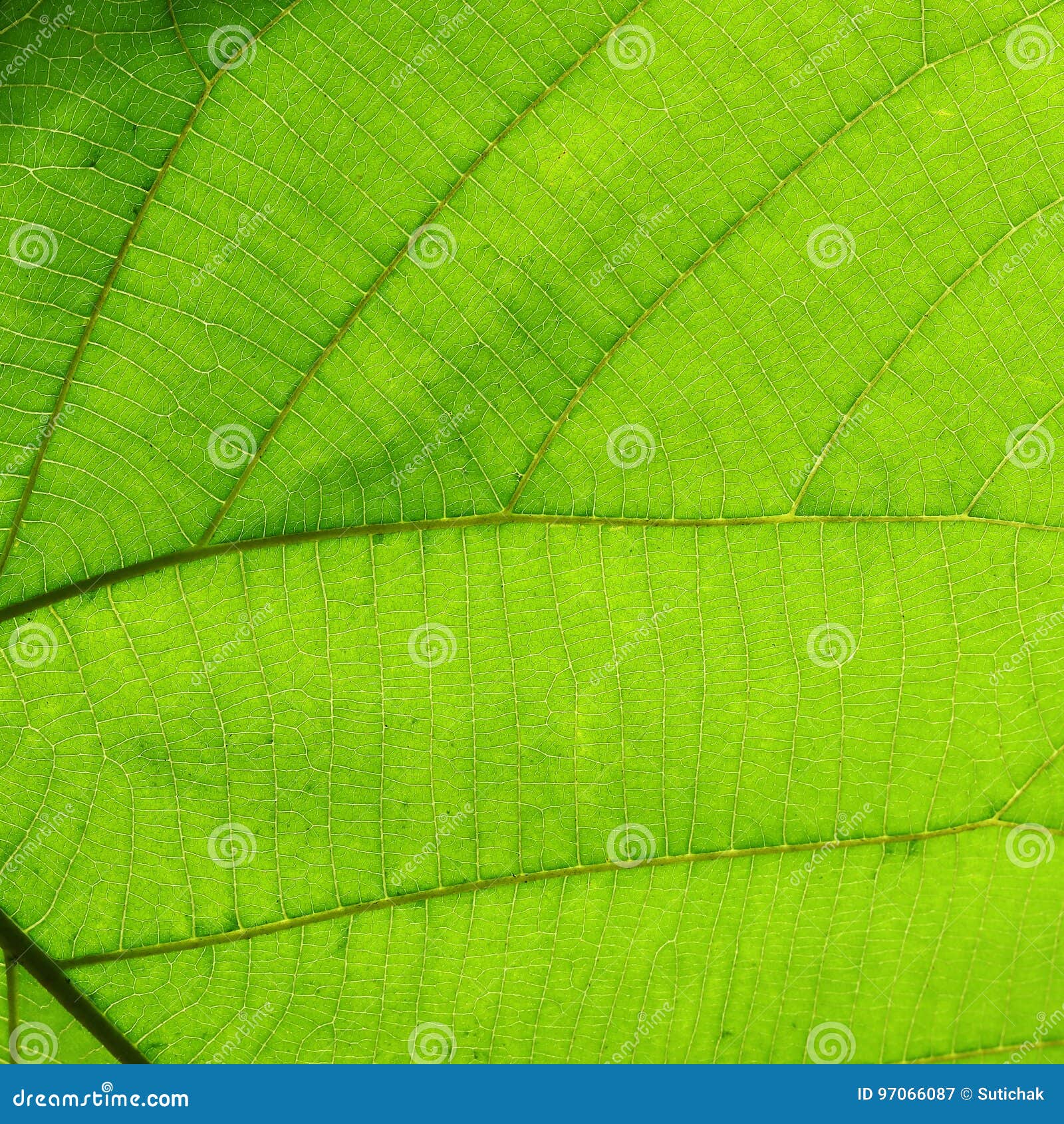 Green Cell Structure Texture of Nature Leaf Stock Image - Image of leaf ...