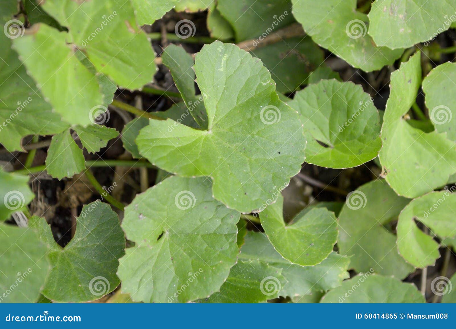 Green Centella Asiatica Tree Stock Image - Image of foliage, growth ...