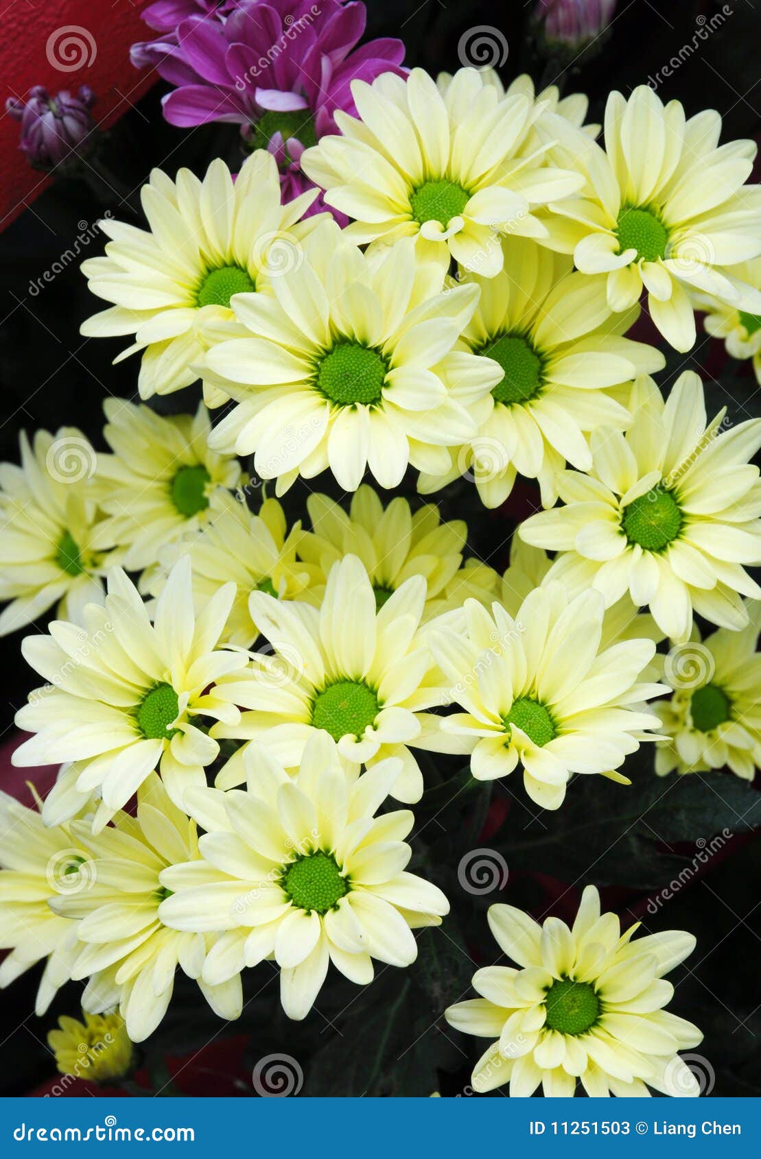 Green center of flower stock image. Image of plant, enjoy - 11251503