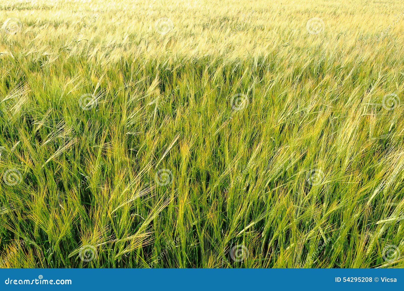 Green Cereal Field in Summer Stock Photo - Image of cultivate, field ...