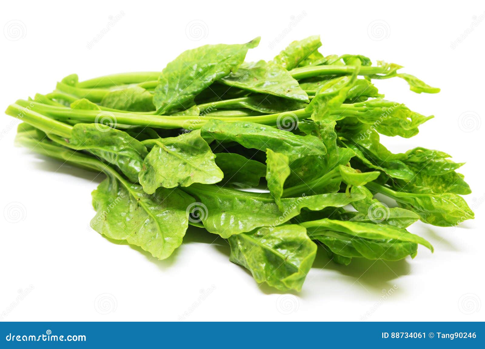 Ceylon Spinach, East Indian Spinach, Malabar Nightshade (Basella Alba ...