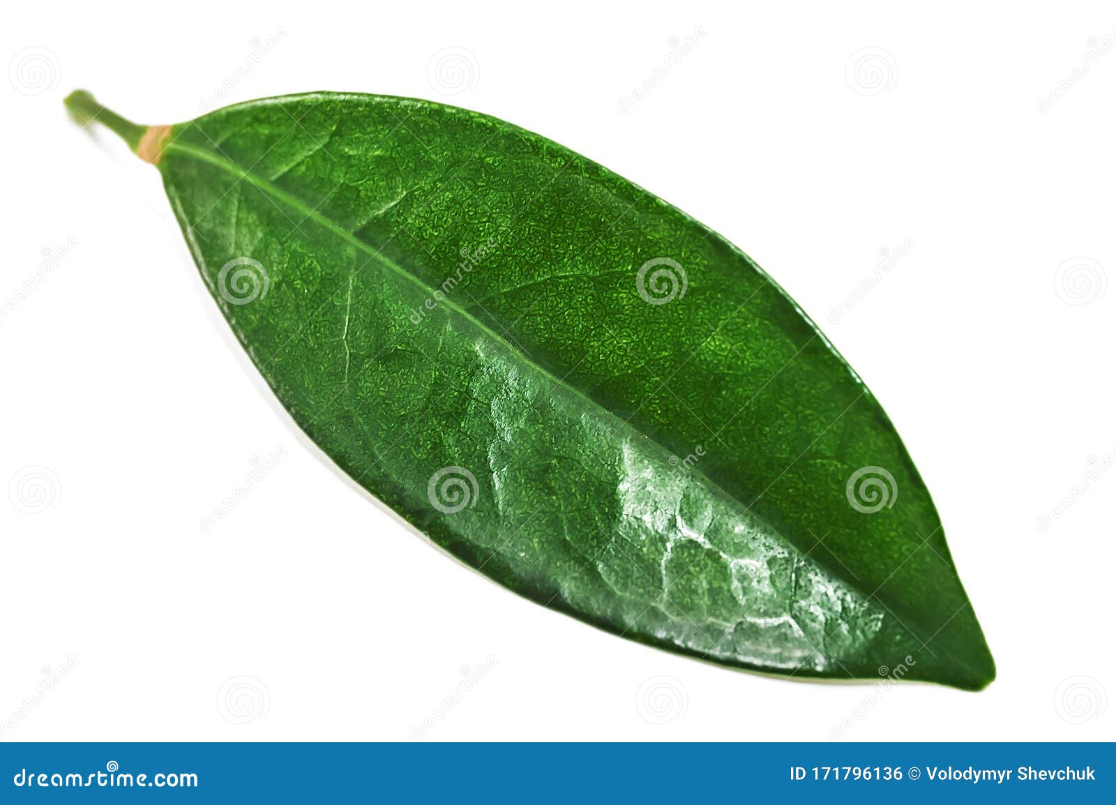 Green Ceylon Tea Leaf on White Stock Photo - Image of agriculture ...