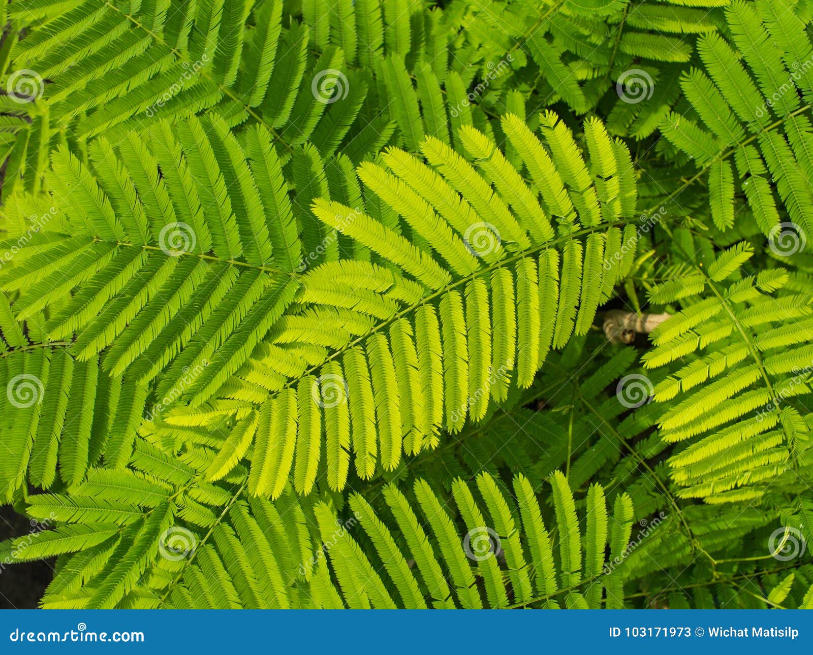 Green Cha Leaves stock image. Image of botanical, green - 103171973
