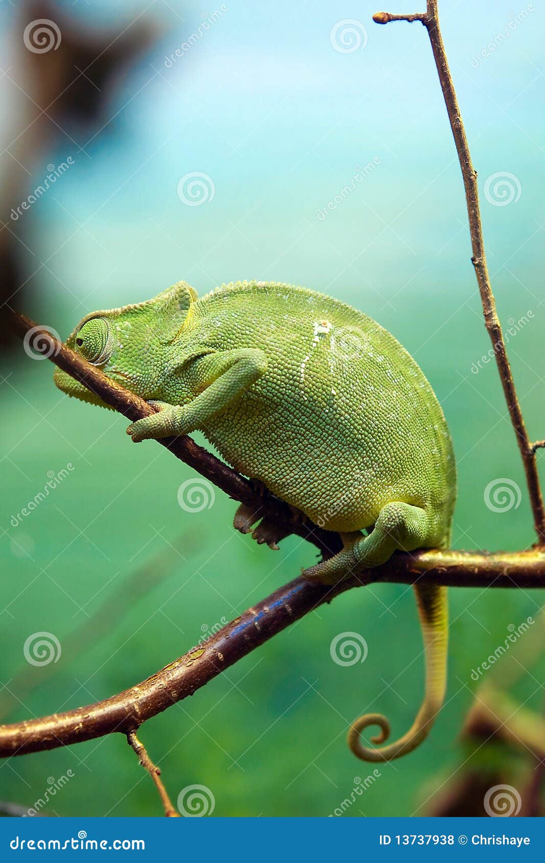 Green Chameleon stock photo. Image of jungle, nature - 13737938