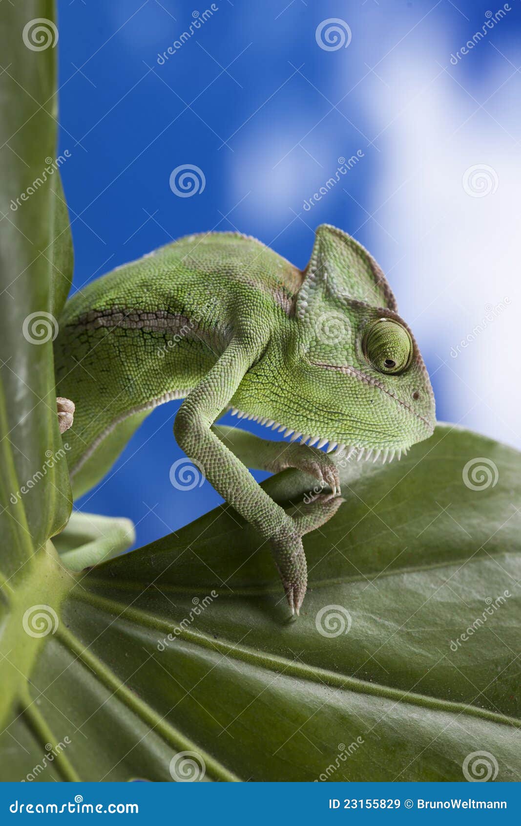 Green Chameleon stock image. Image of fresh, emotive - 23155829