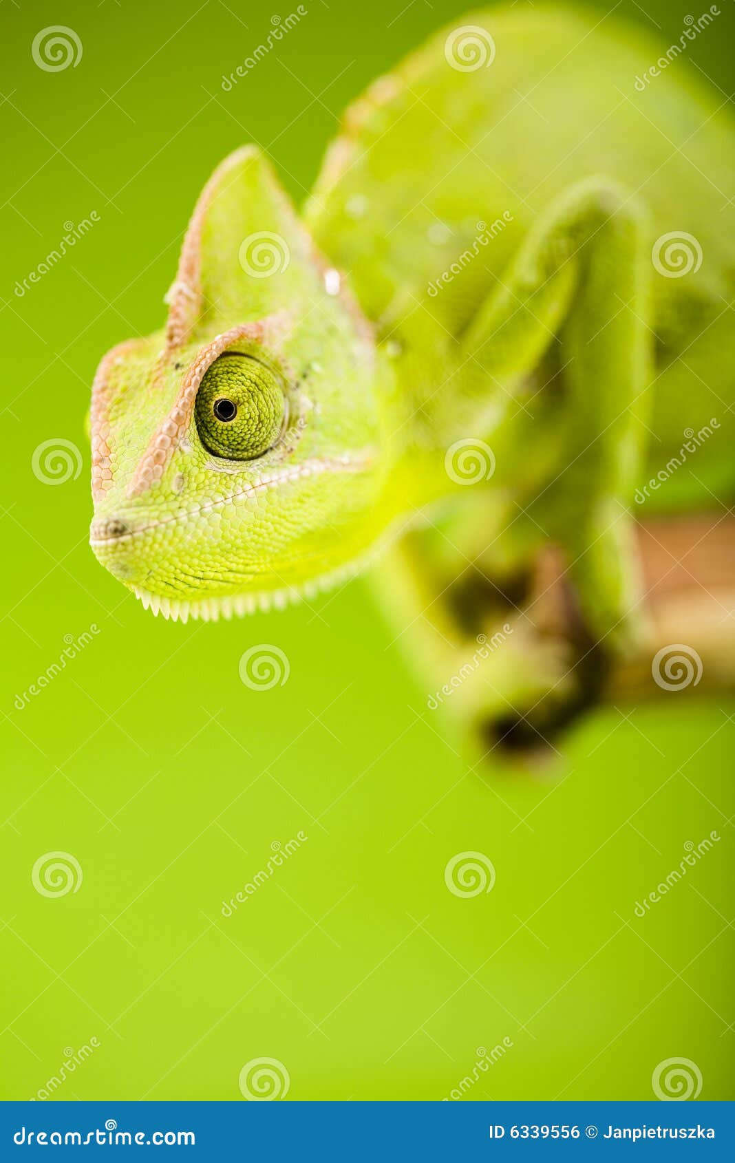 Green chameleon stock photo. Image of reptile, themes - 6339556