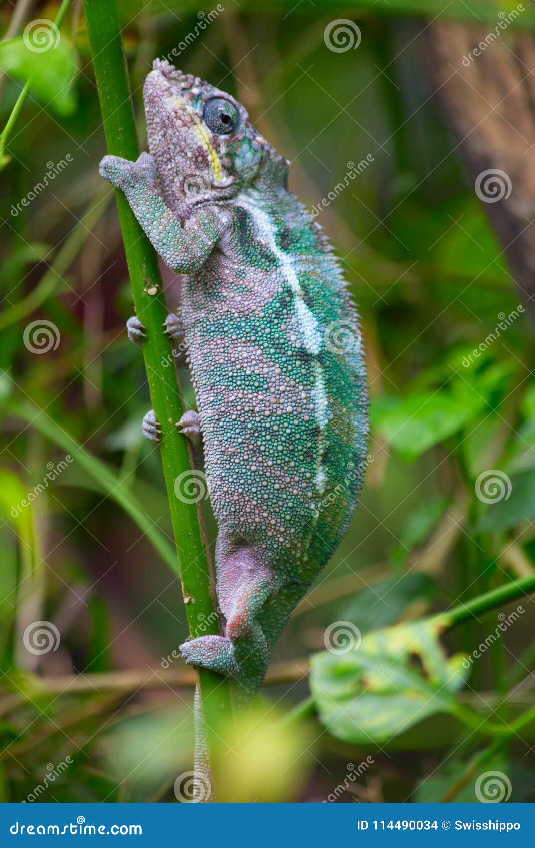 Green chameleon stock photo. Image of masoala, national - 114490034