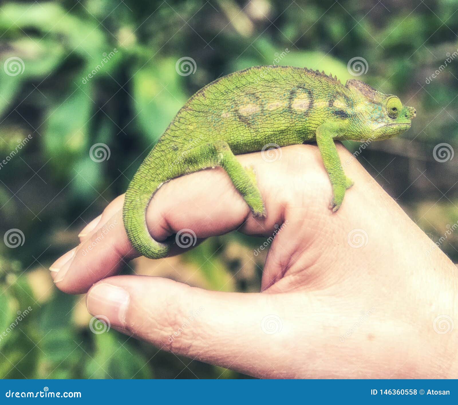 Green Chameleon on the Hand of a Man Stock Photo - Image of beauty ...