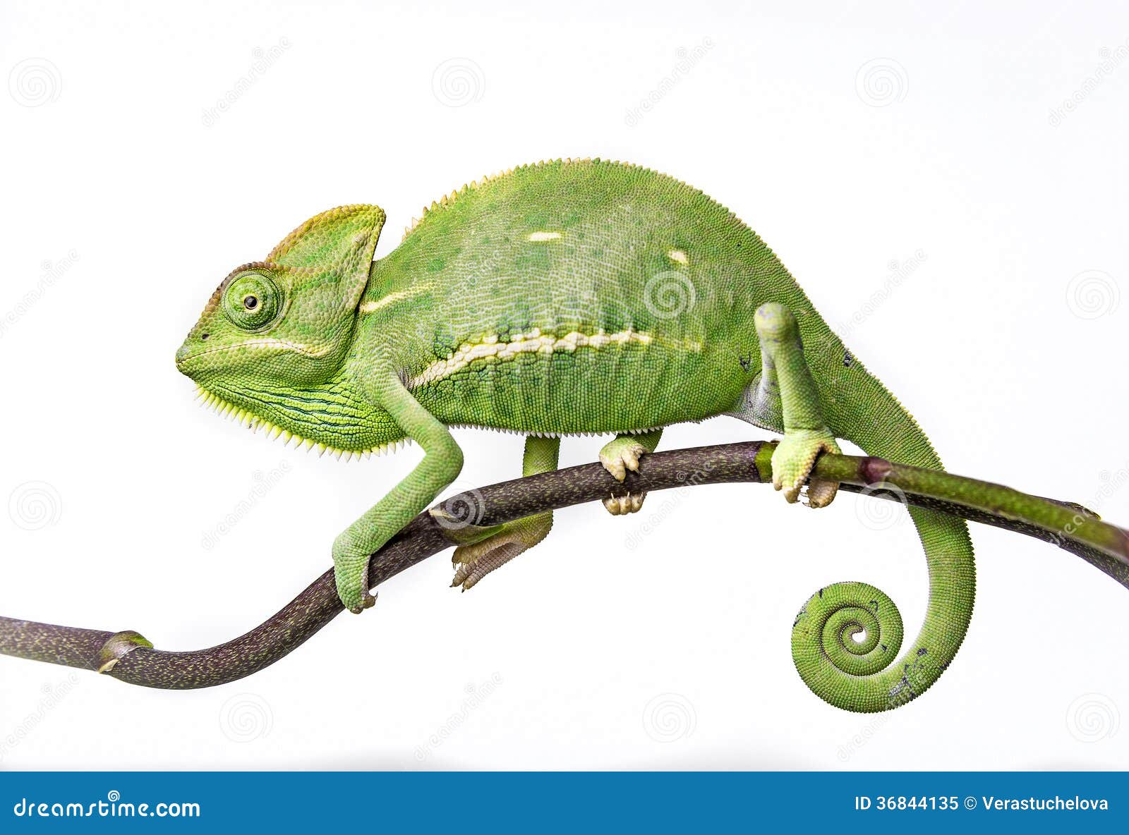 Green chameleon stock image. Image of nature, chameleon - 36844135