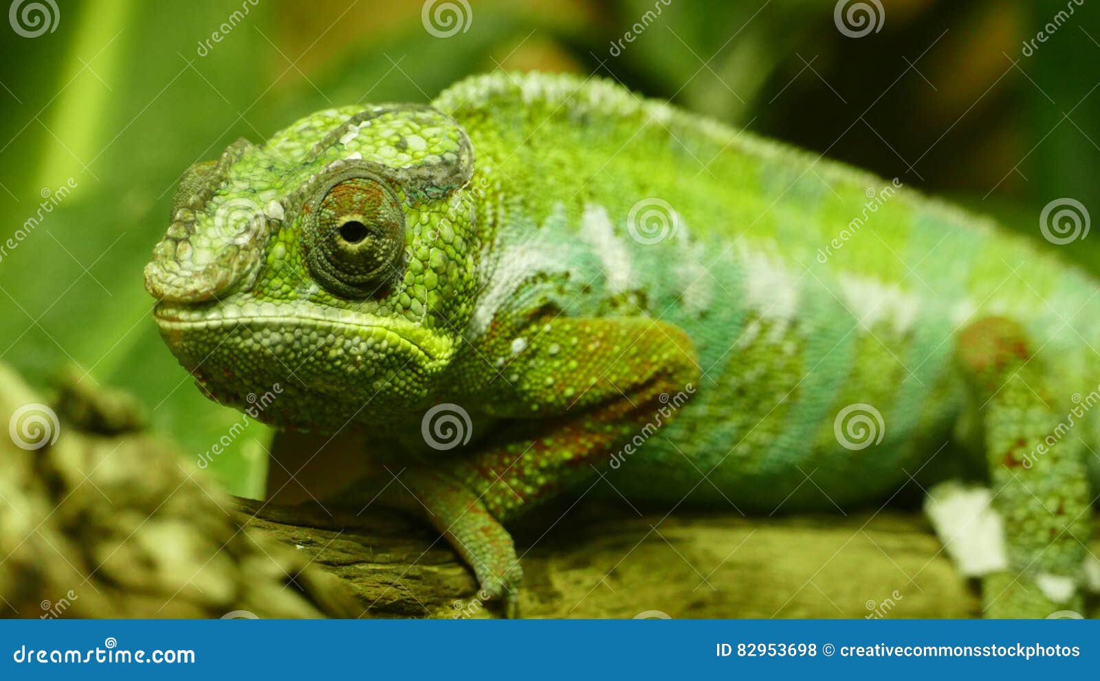 Green Chameleon Picture. Image: 82953698