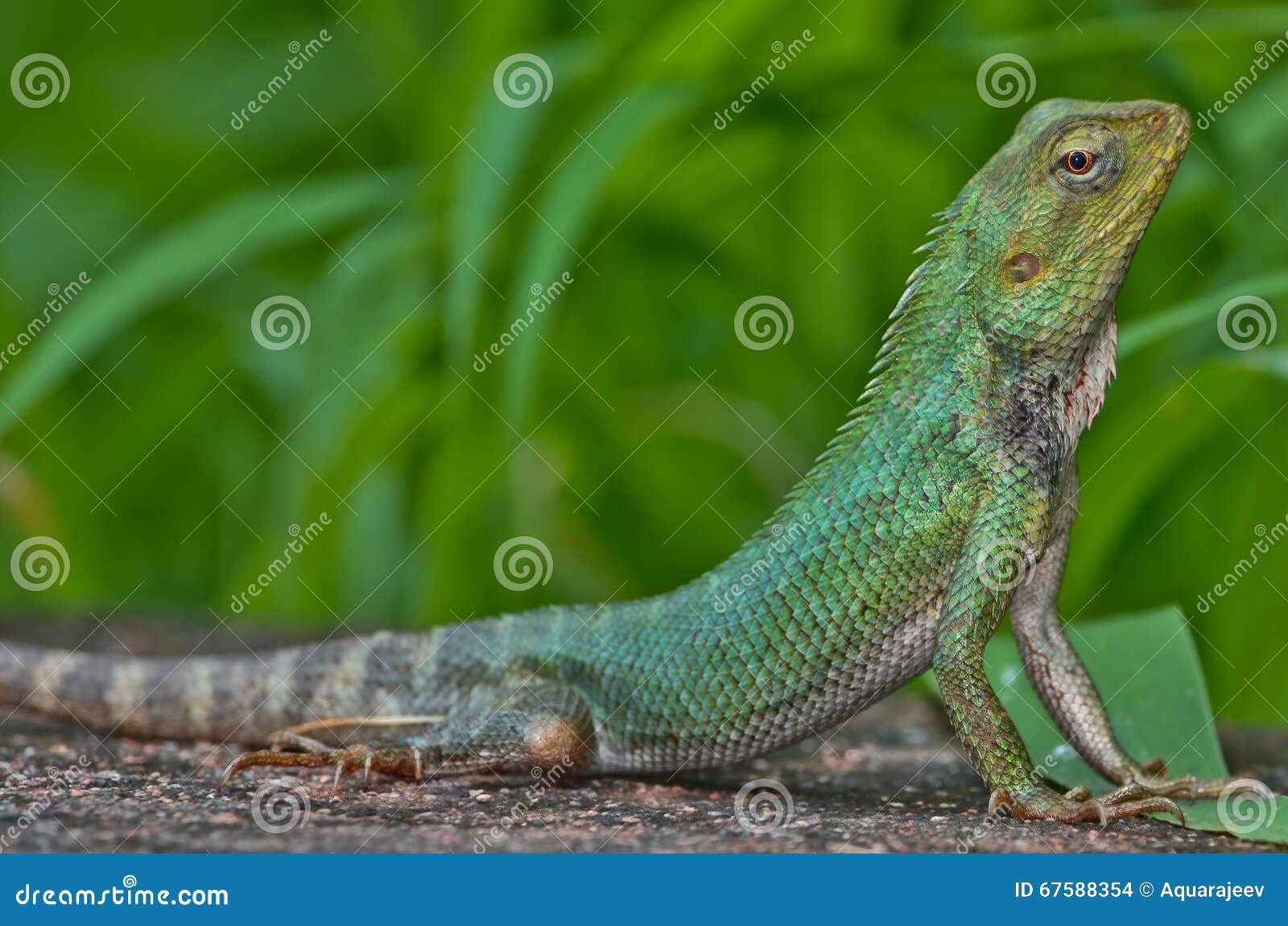 Green Chameleon stock photo. Image of chameleon, standing - 67588354