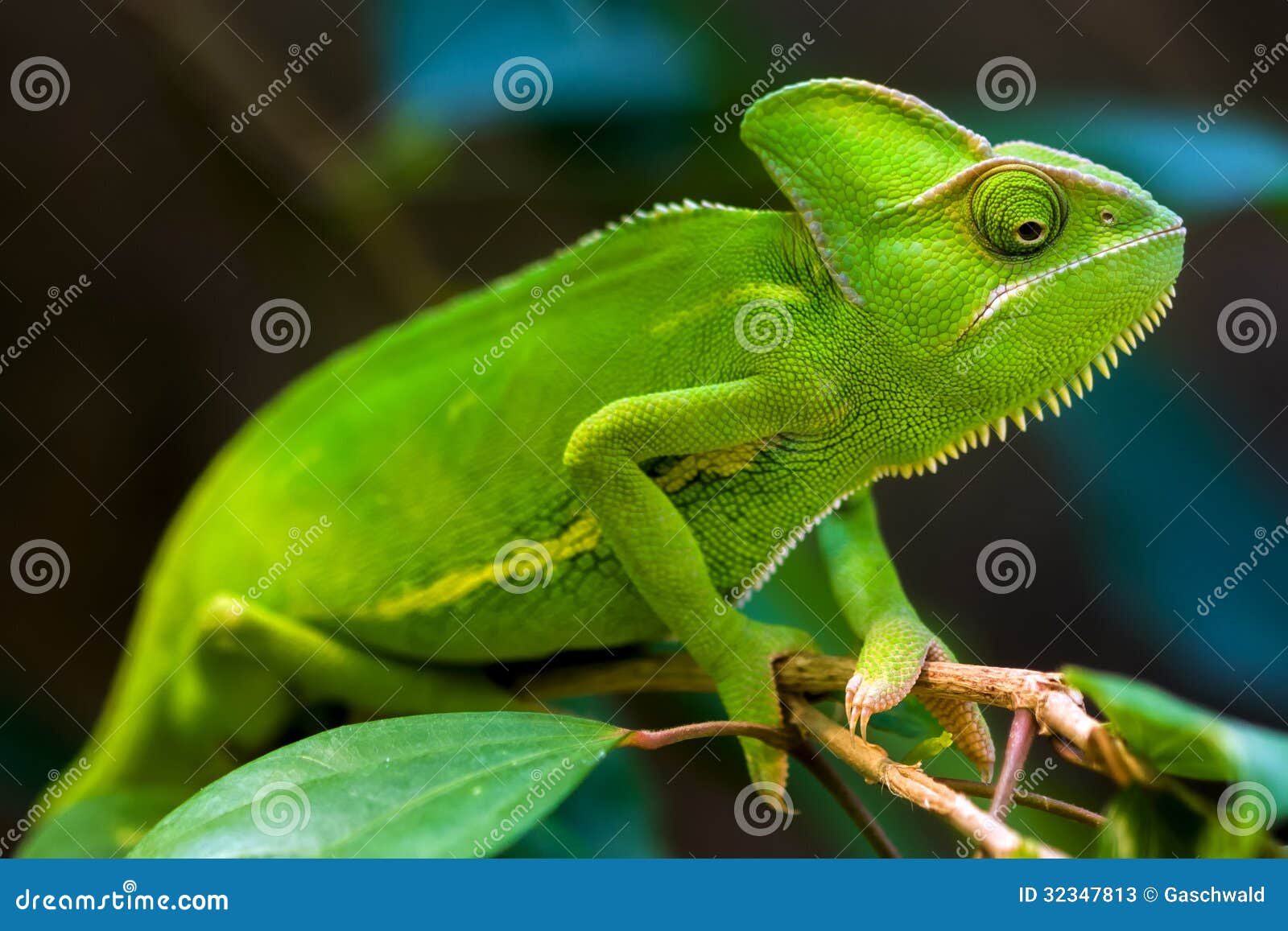 Green chameleon stock image. Image of lizard, fauna, reptilian - 32347813