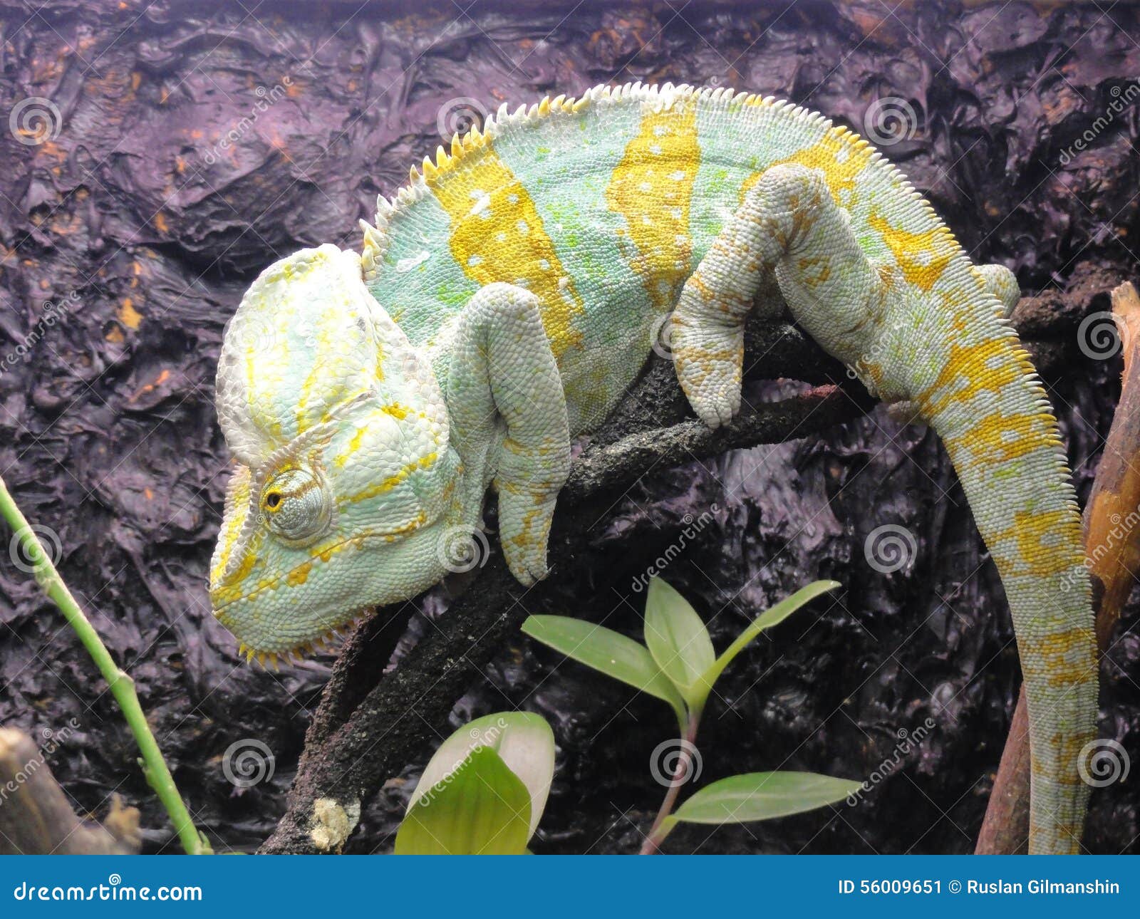 Green chameleon on a tree stock image. Image of chamaeleo - 56009651
