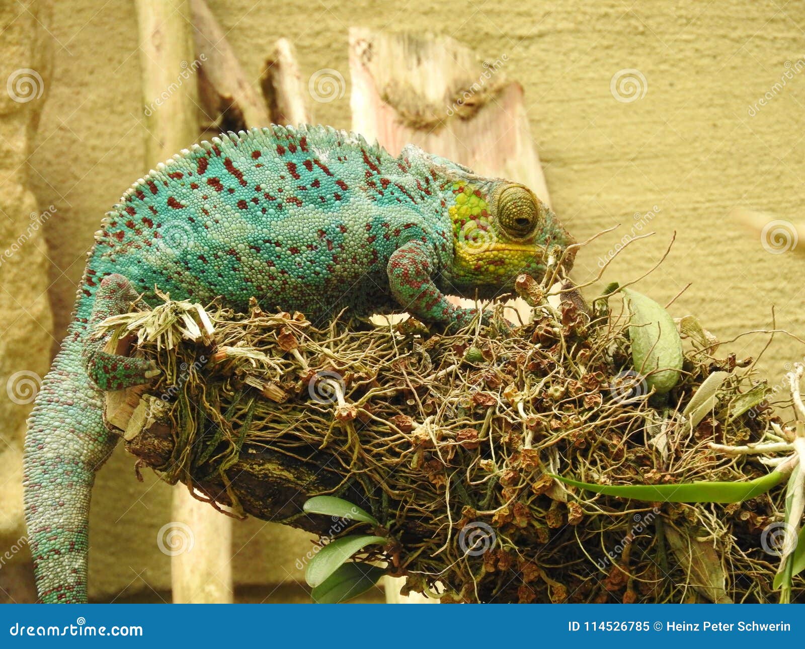 Green chameleon in a tree stock image. Image of camelion - 114526785