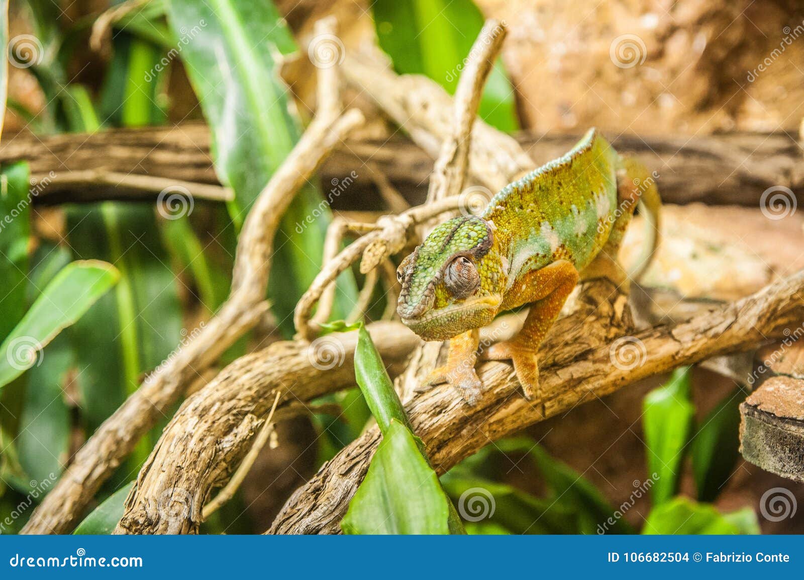 Green Chameleon on the Trees Stock Photo - Image of reptiles, head ...