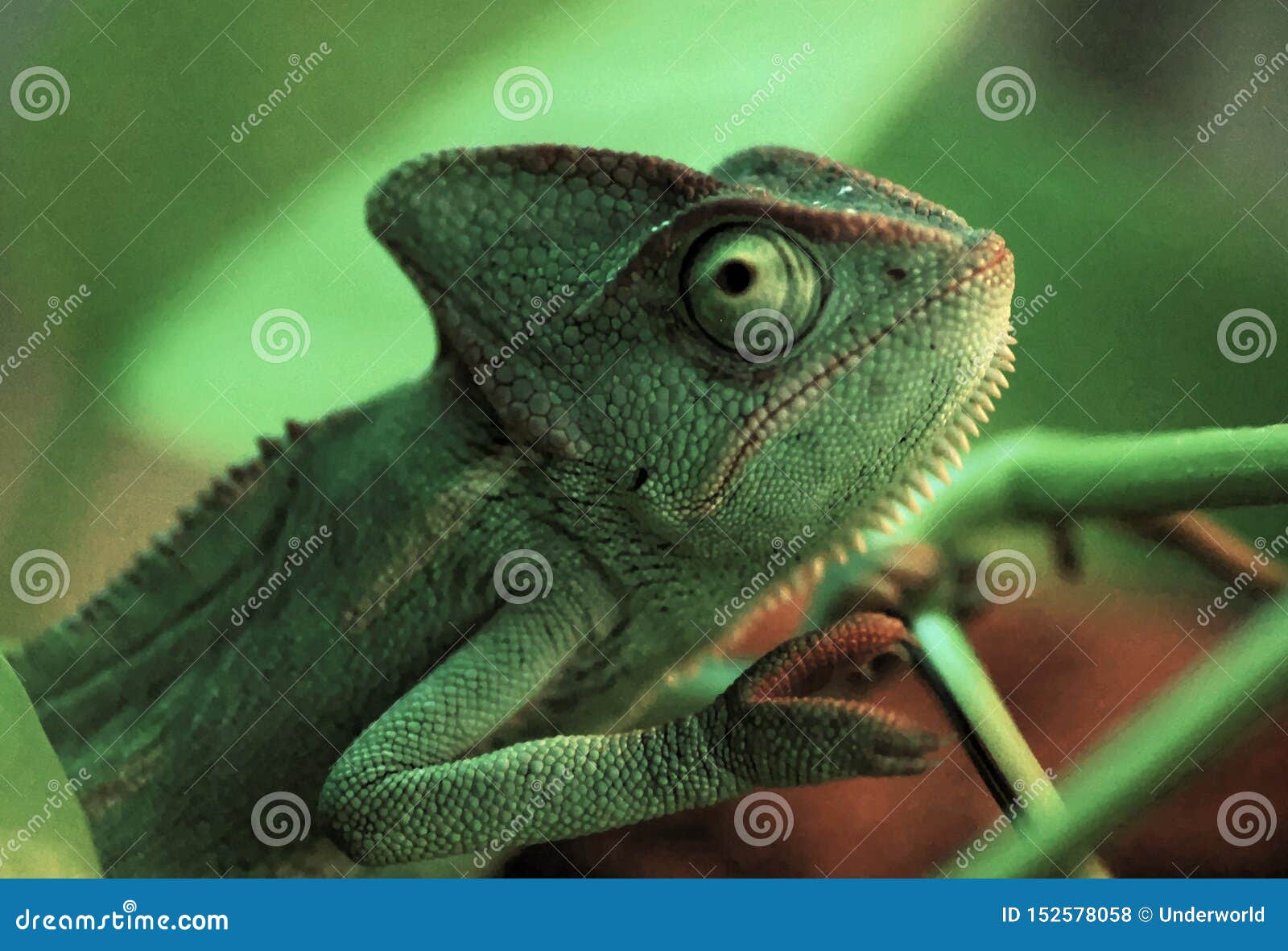 A Green Chameleon stock photo. Image of eyed, nature - 152578058