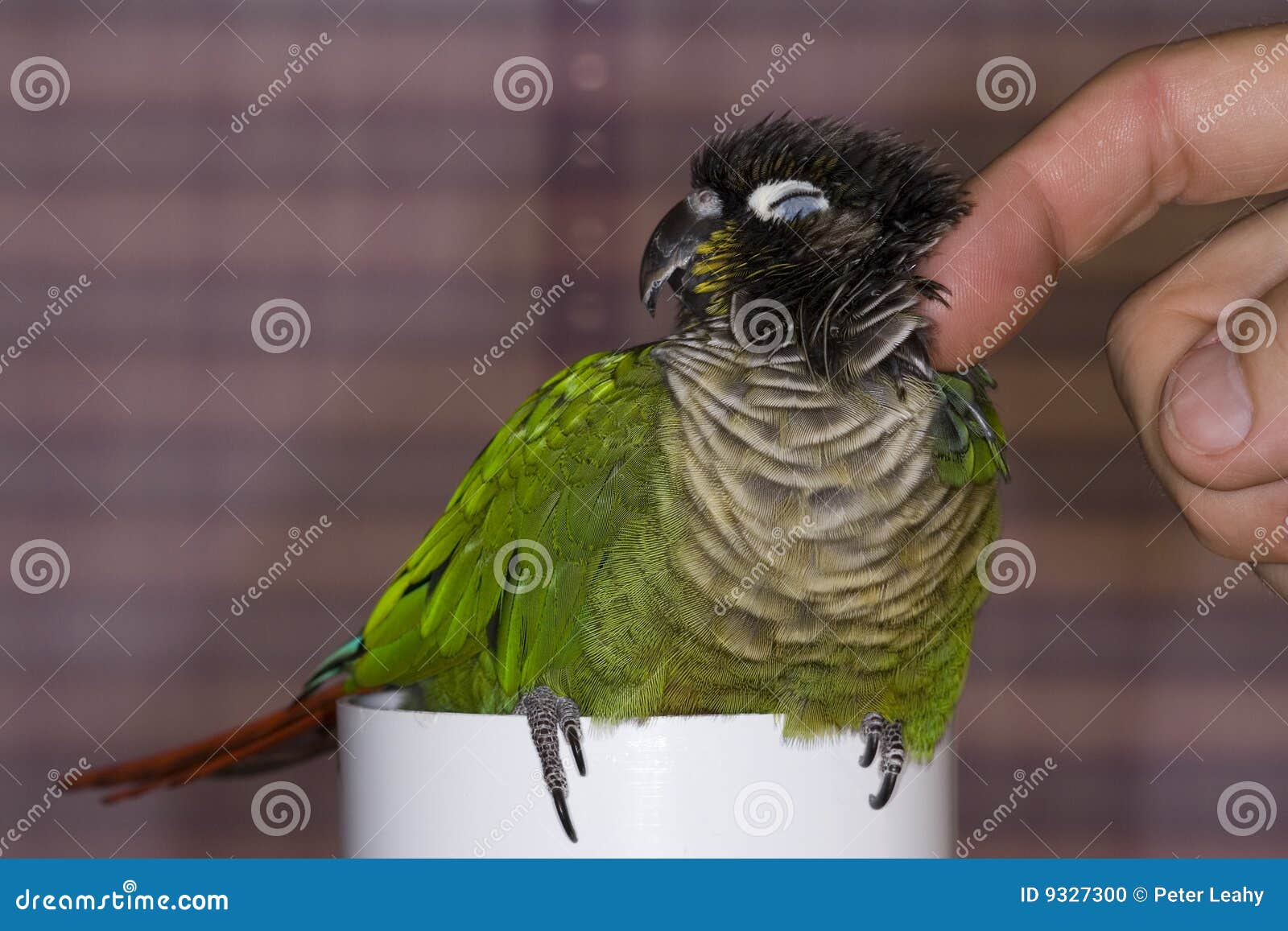 Green Cheek Conure Gets an Itch Scratched Stock Photo - Image of hand ...