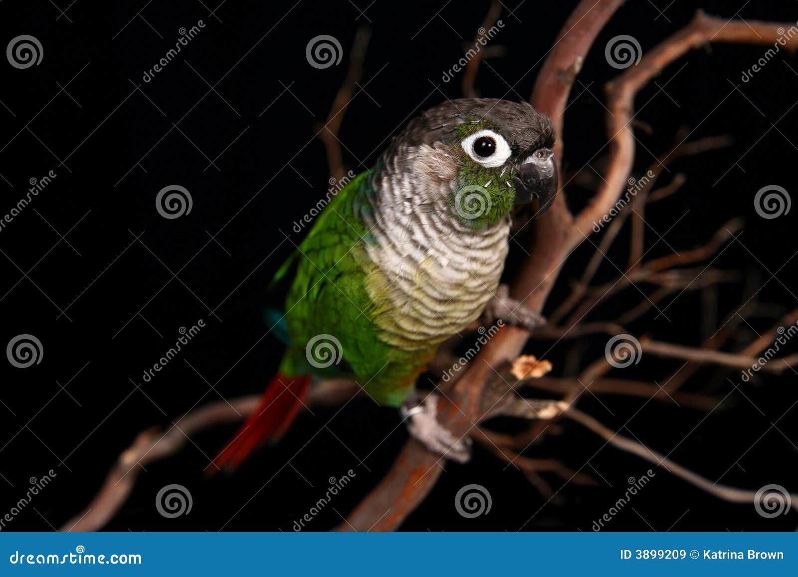 Pet Green Cheek Conure Parrot Royalty-Free Stock Photography ...