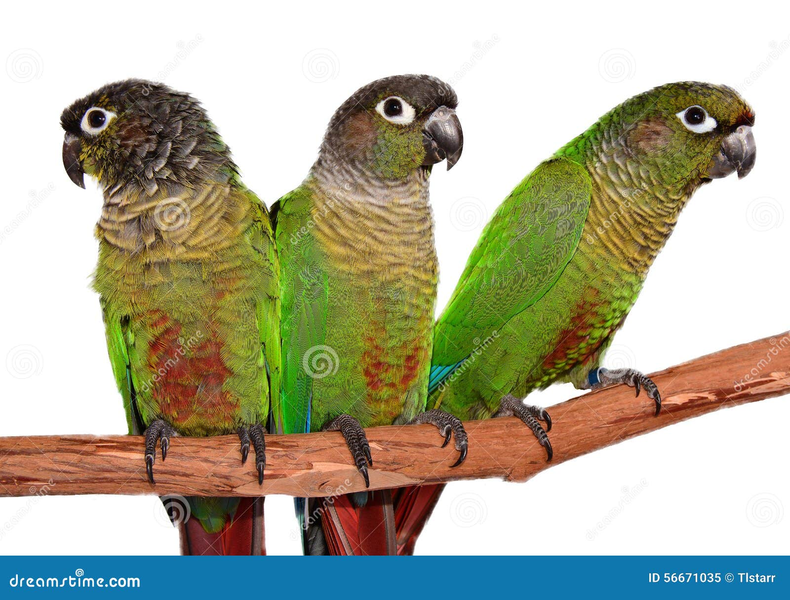 Green Cheek Conure Stock Photography | CartoonDealer.com #200476514