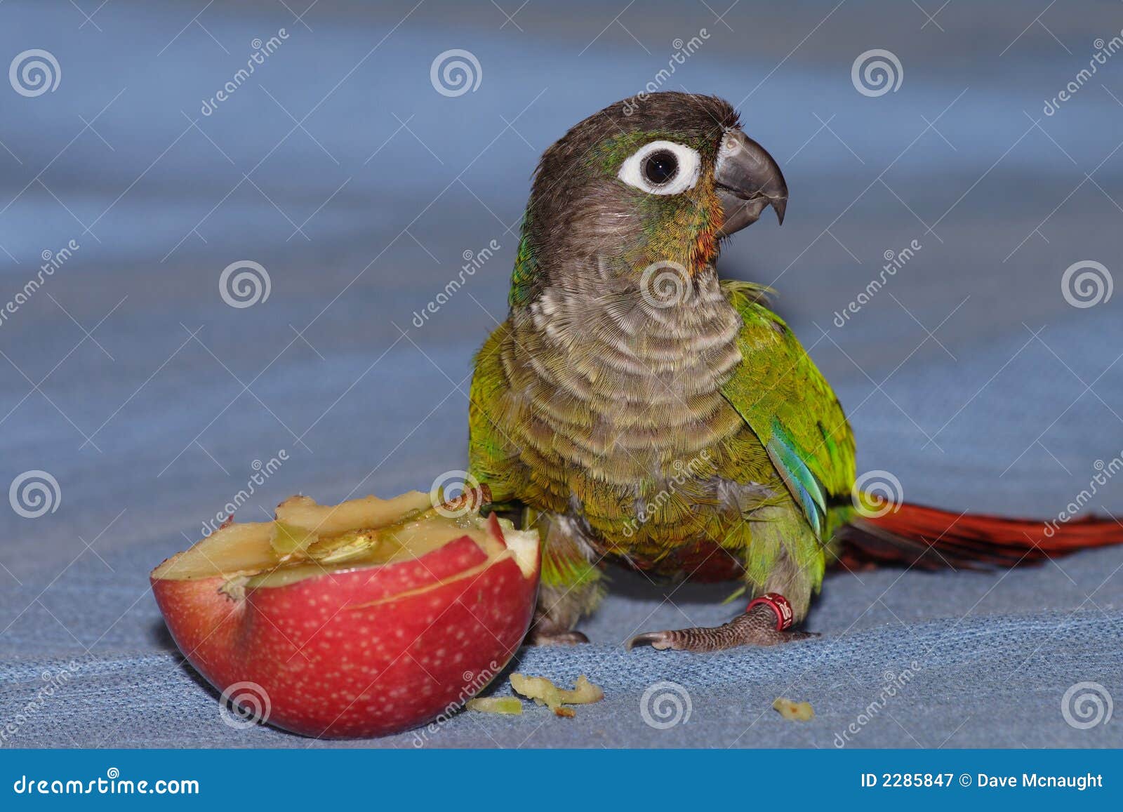 Cheeked Apple Photos - Free & Royalty-Free Stock Photos from Dreamstime