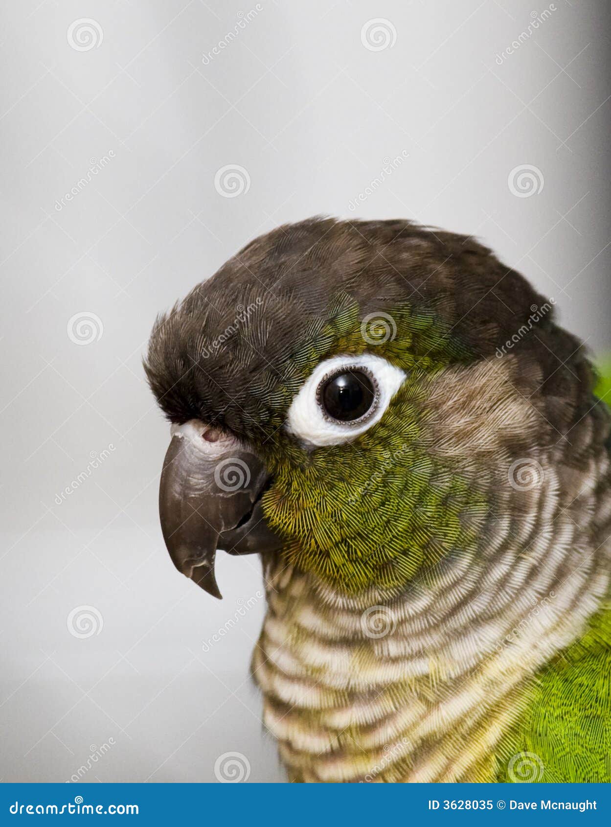 Green Cheeked Conure Royalty Free Stock Photo - Image: 3628035