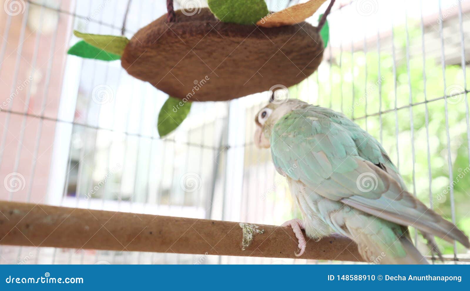 Green-cheeked parakeet stock footage. Video of beautiful - 148588910