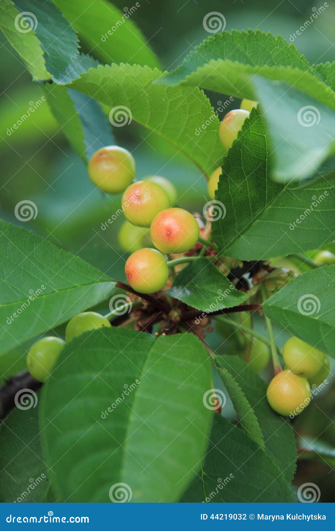 Green cherries stock photo. Image of foliage, nutrient - 44219032