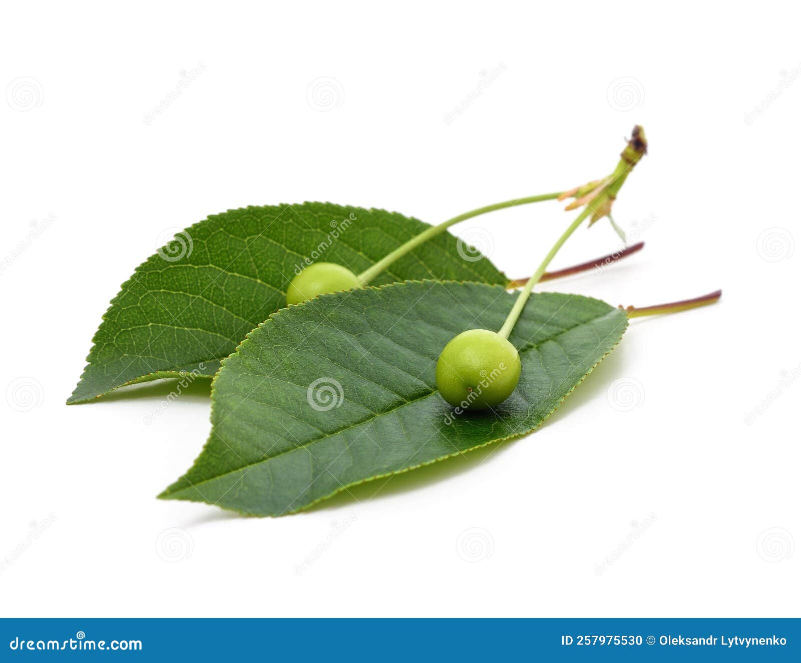 Green Cherries on Green Leaves Stock Photo - Image of fruit, summer ...