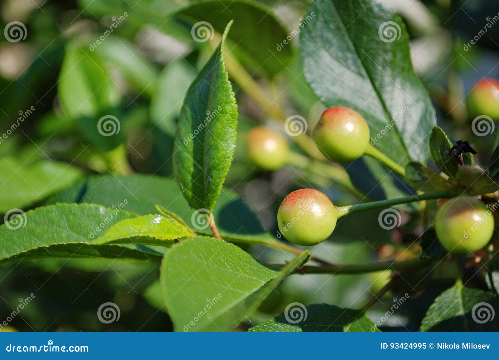 Green cherries stock image. Image of garden, shine, produce - 93424995