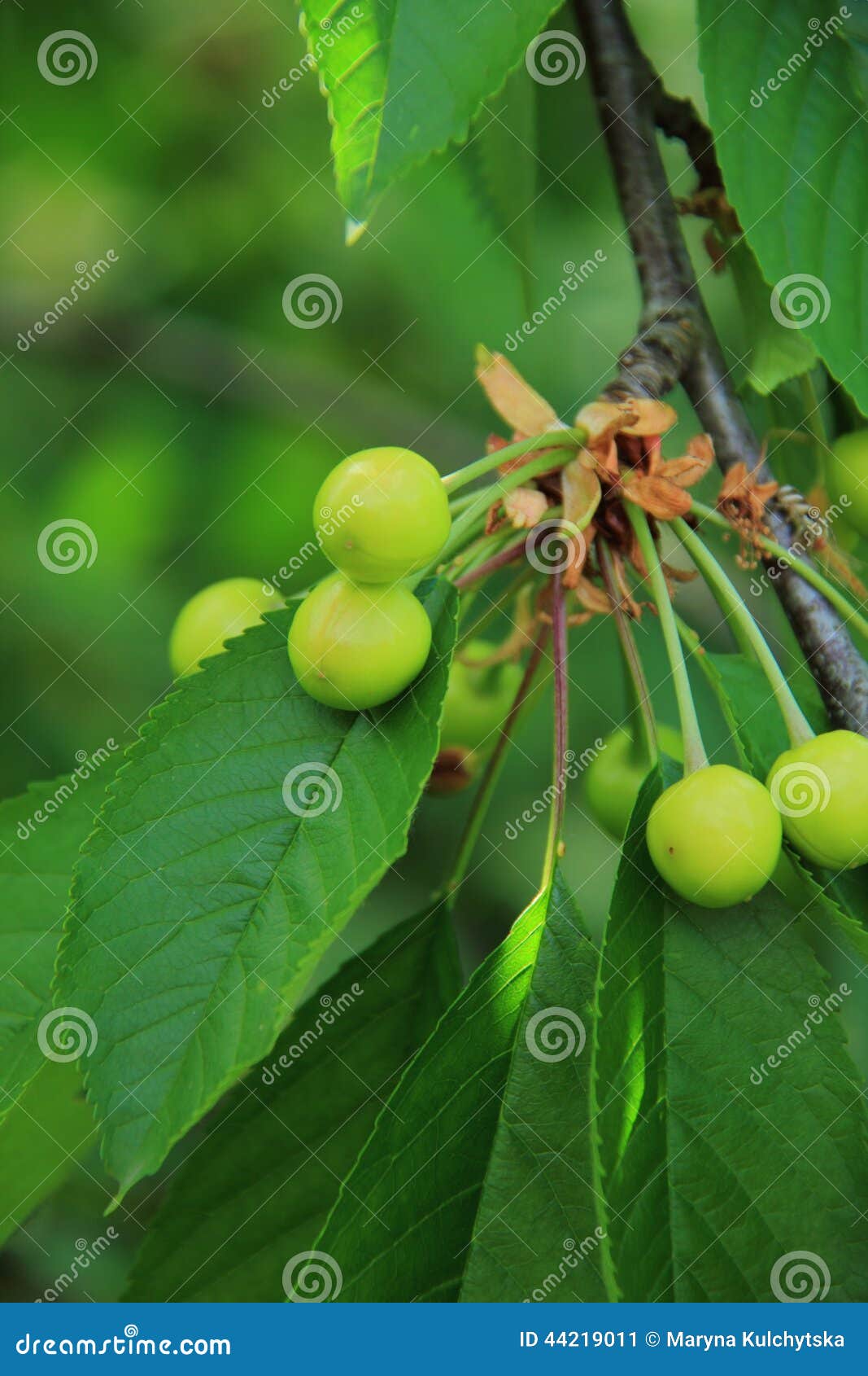Green cherries stock image. Image of healthy, sweet, plant - 44219011