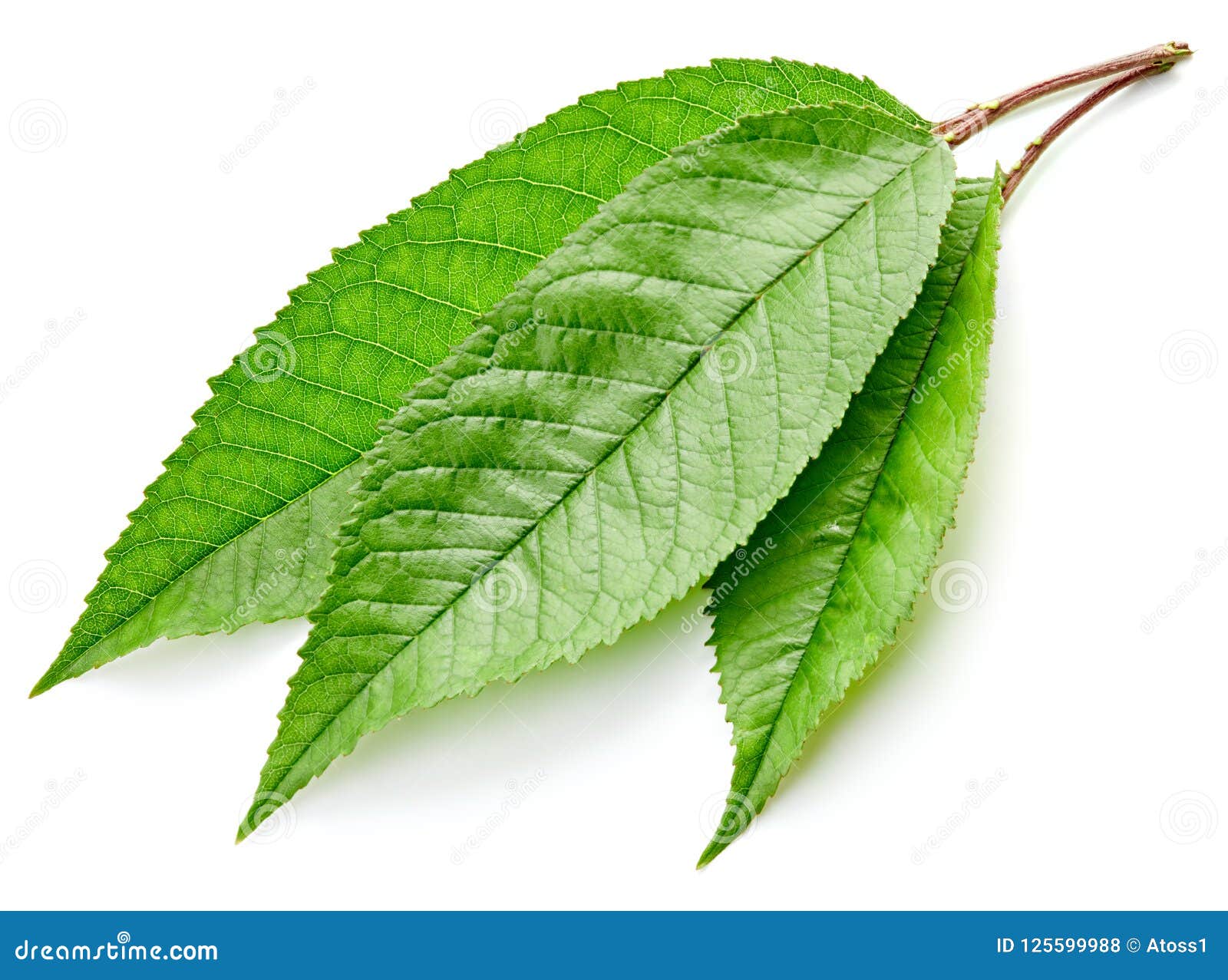 Green Cherry leaf isolated stock photo. Image of natural - 125599988