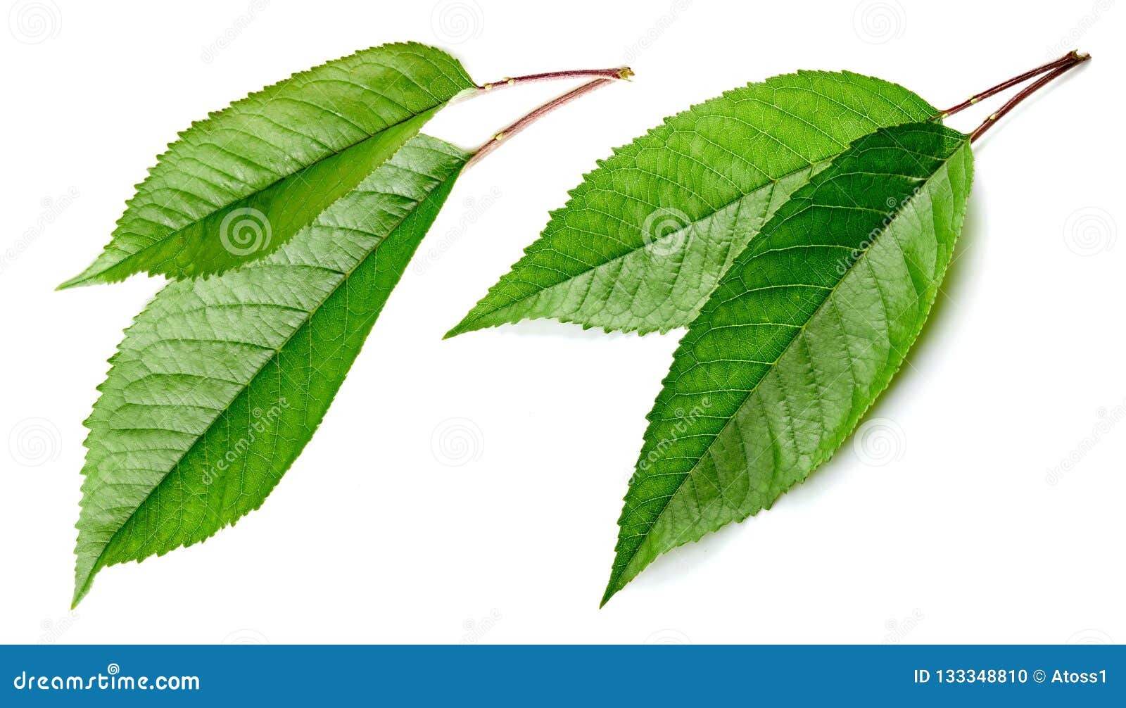 Green Cherry leaf isolated stock photo. Image of botanical - 133348810
